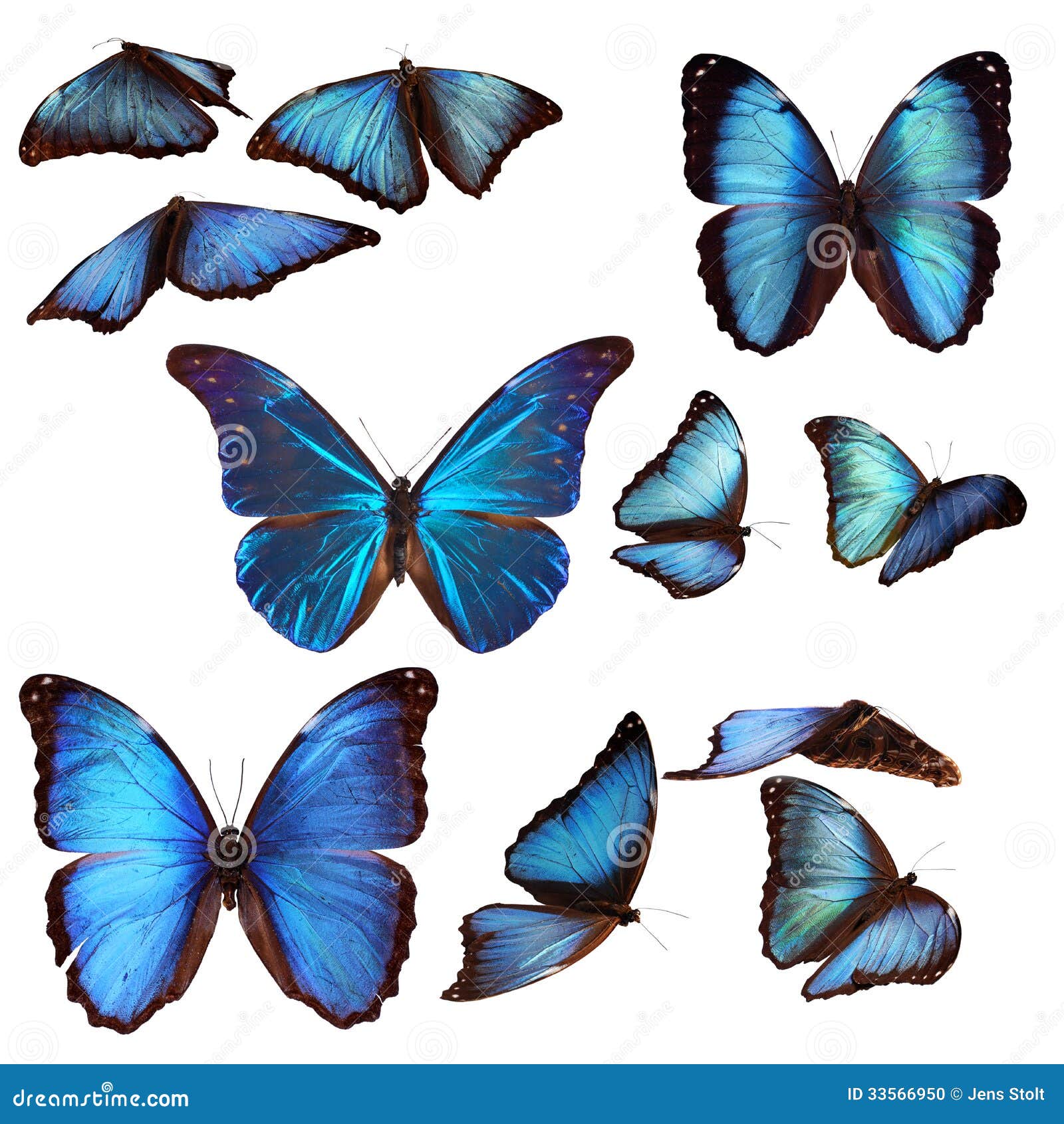 Mariposas Azules Del Morpho Foto de archivo - Imagen de cubo, mariposa ...