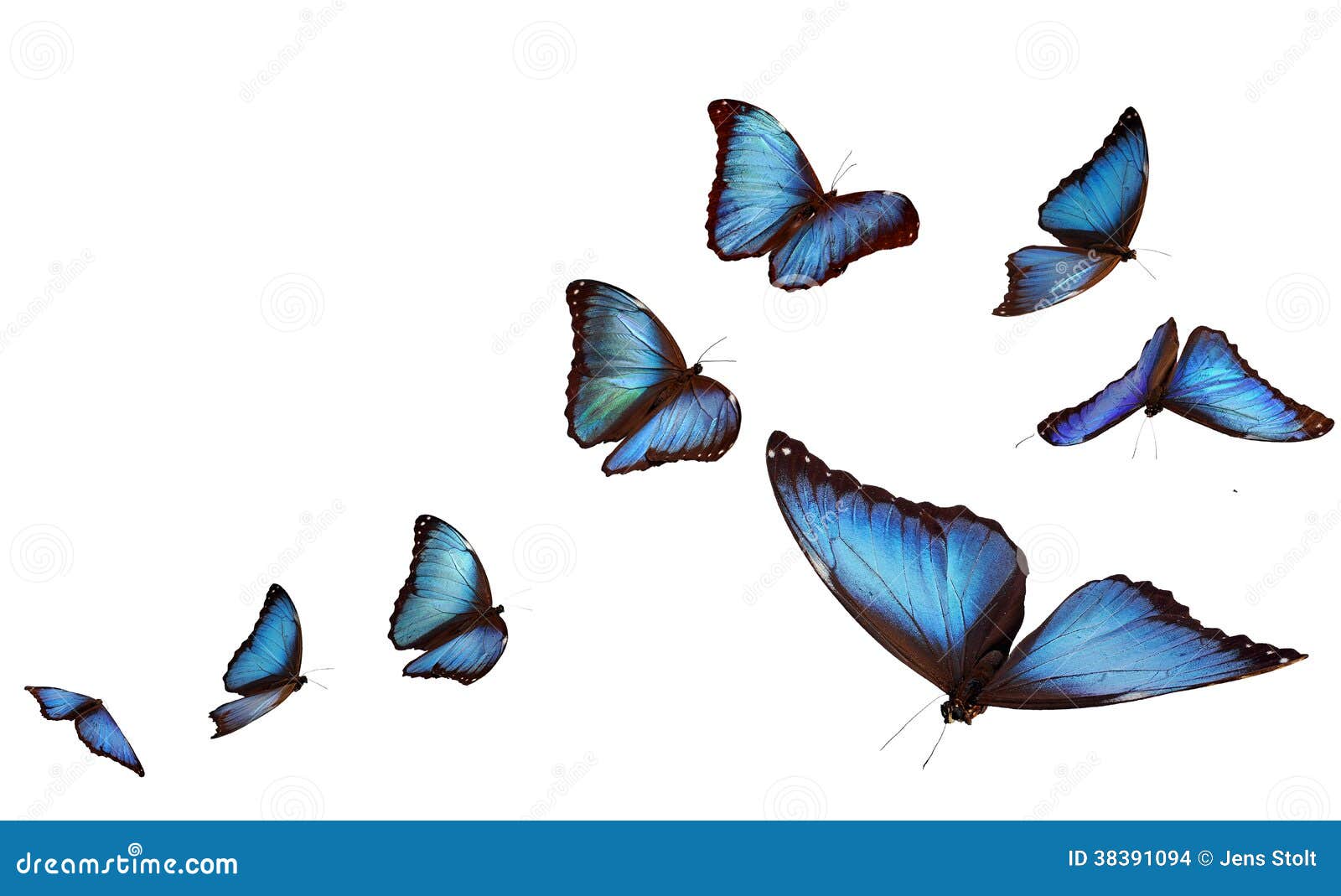 Mariposas Azules Del Morpho Foto de archivo - Imagen de aislado, negro ...