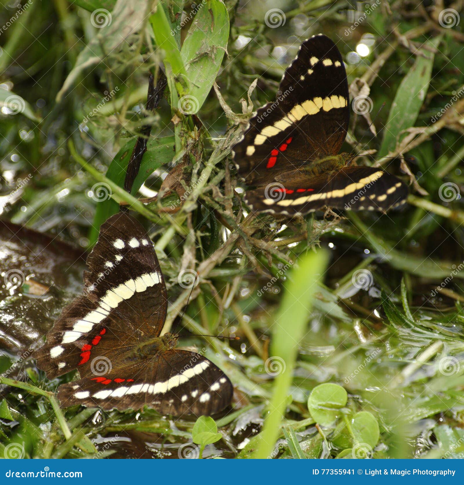 Mariposas, Costa Rica imagen de archivo. Imagen de bosque - 77355941