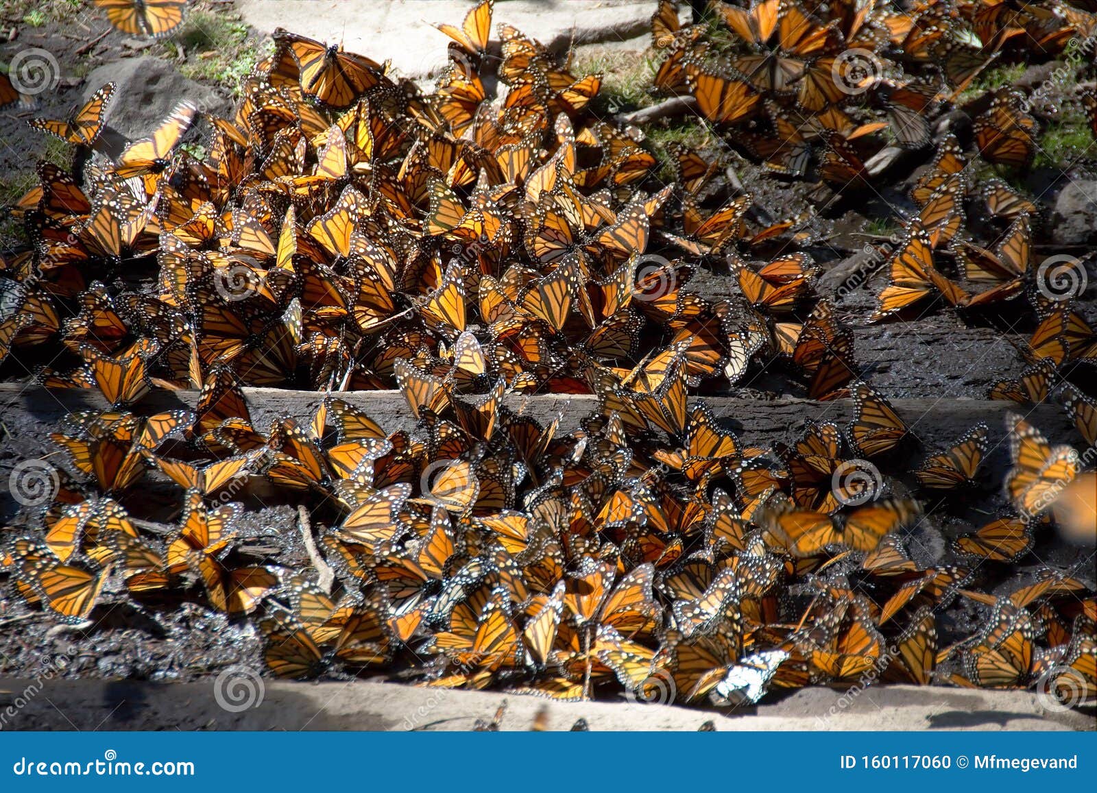 Mariposas Monarca Migrando En MichoacÃ¡n Foto de archivo - Imagen de ...