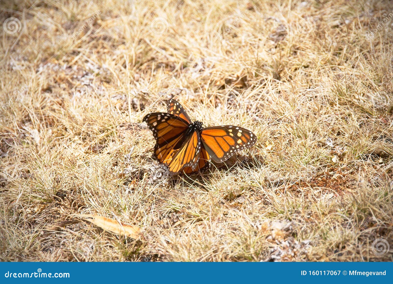 Mariposas Monarca Migrando En MichoacÃ¡n Imagen de archivo - Imagen de ...