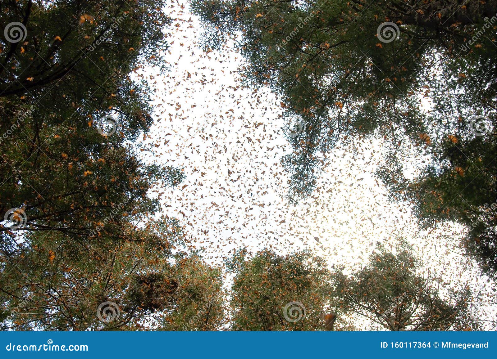 Mariposas Monarca Migrando En MichoacÃ¡n Foto de archivo - Imagen de ...