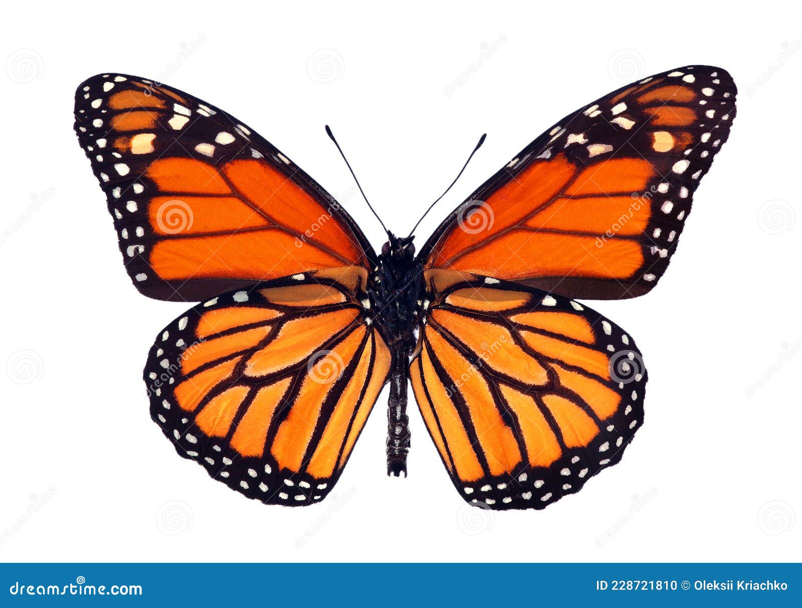 Mariposas Monarcas. Mariposas Monarcas Multicolores De Colores Aisladas ...