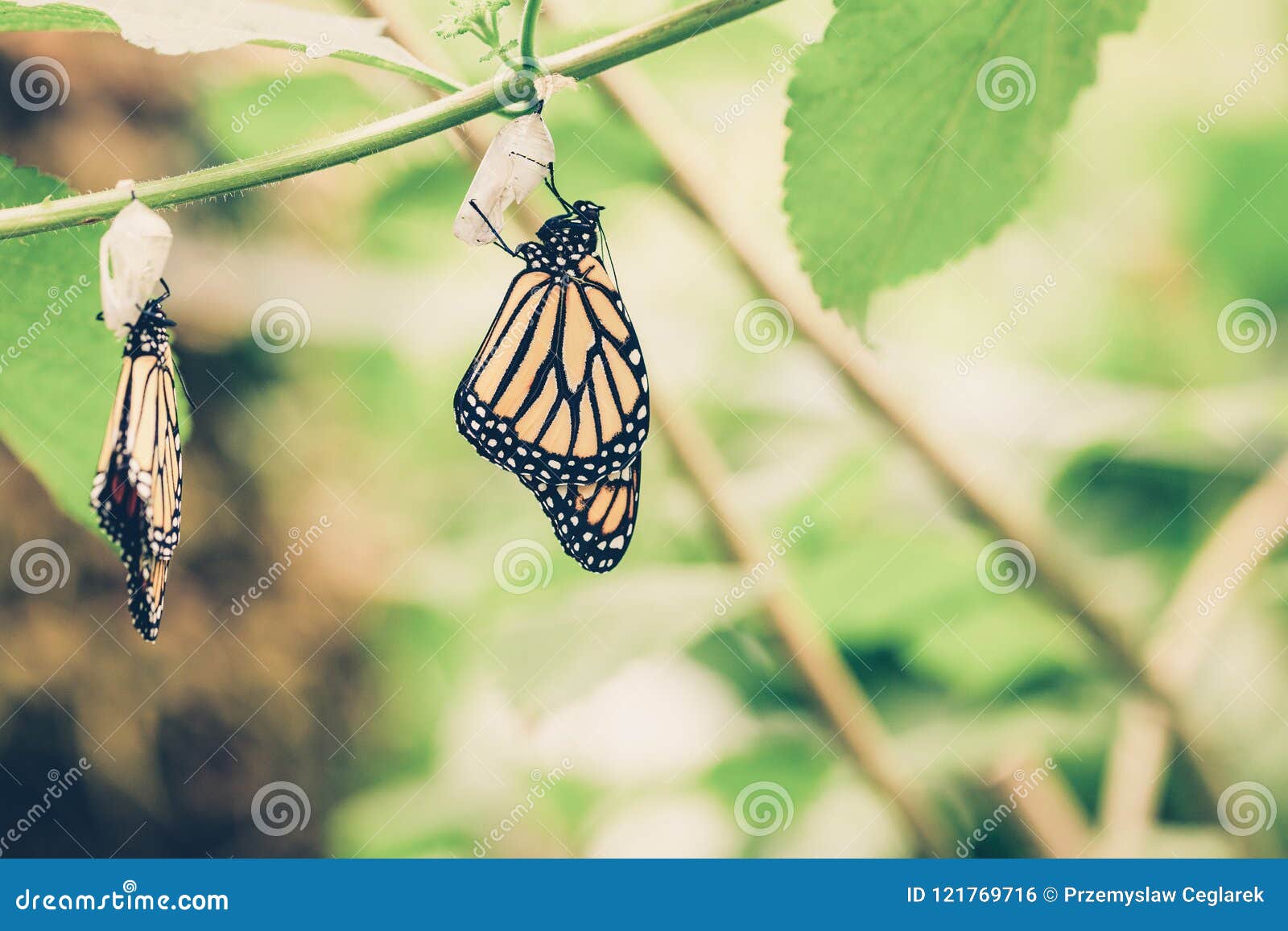 Mariposas Y Capullos De La Ejecución Foto de archivo - Imagen de verde ...
