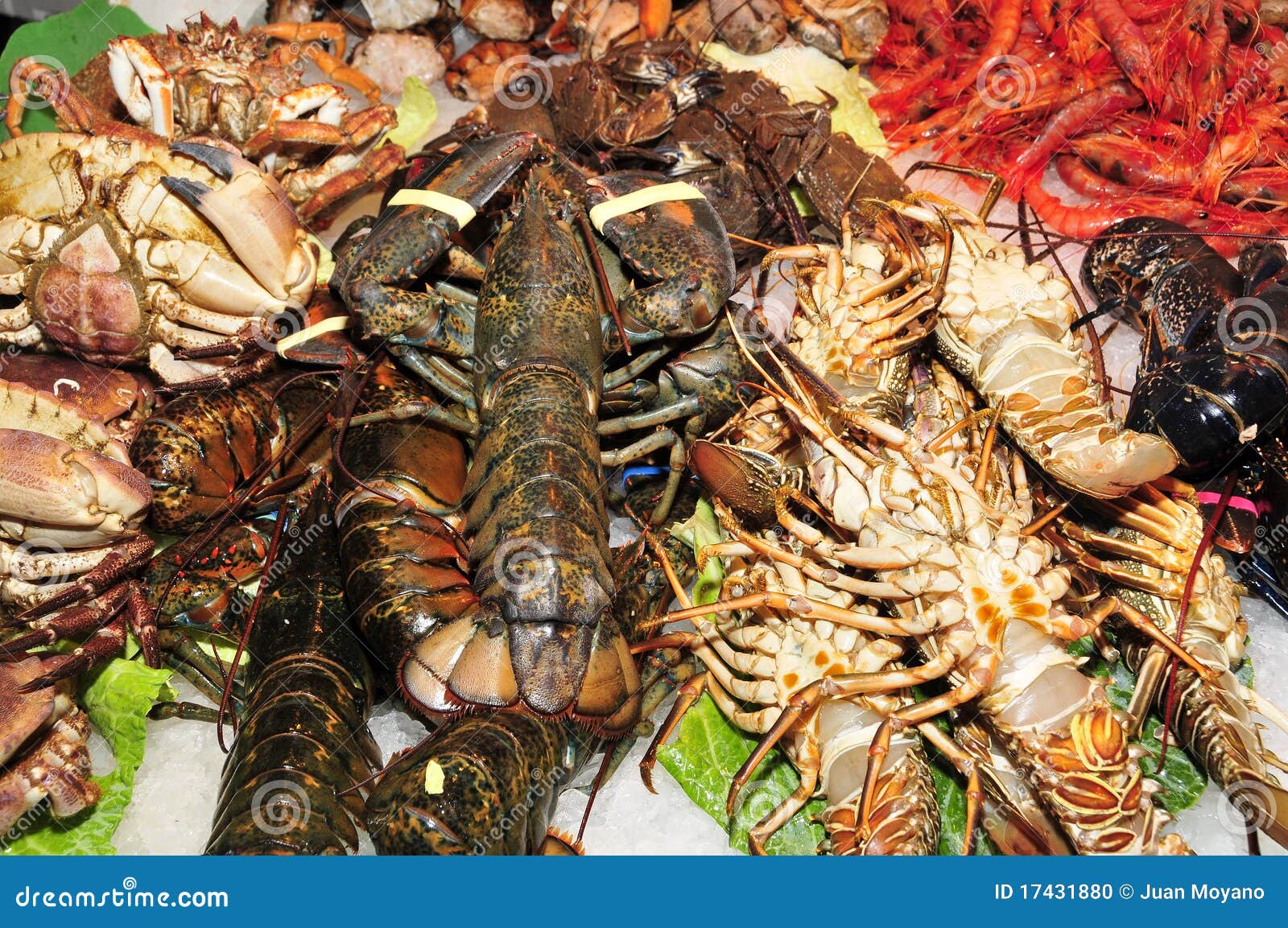 Marisco foto de stock. Imagem de peixes, lagosta, oceano - 17431880