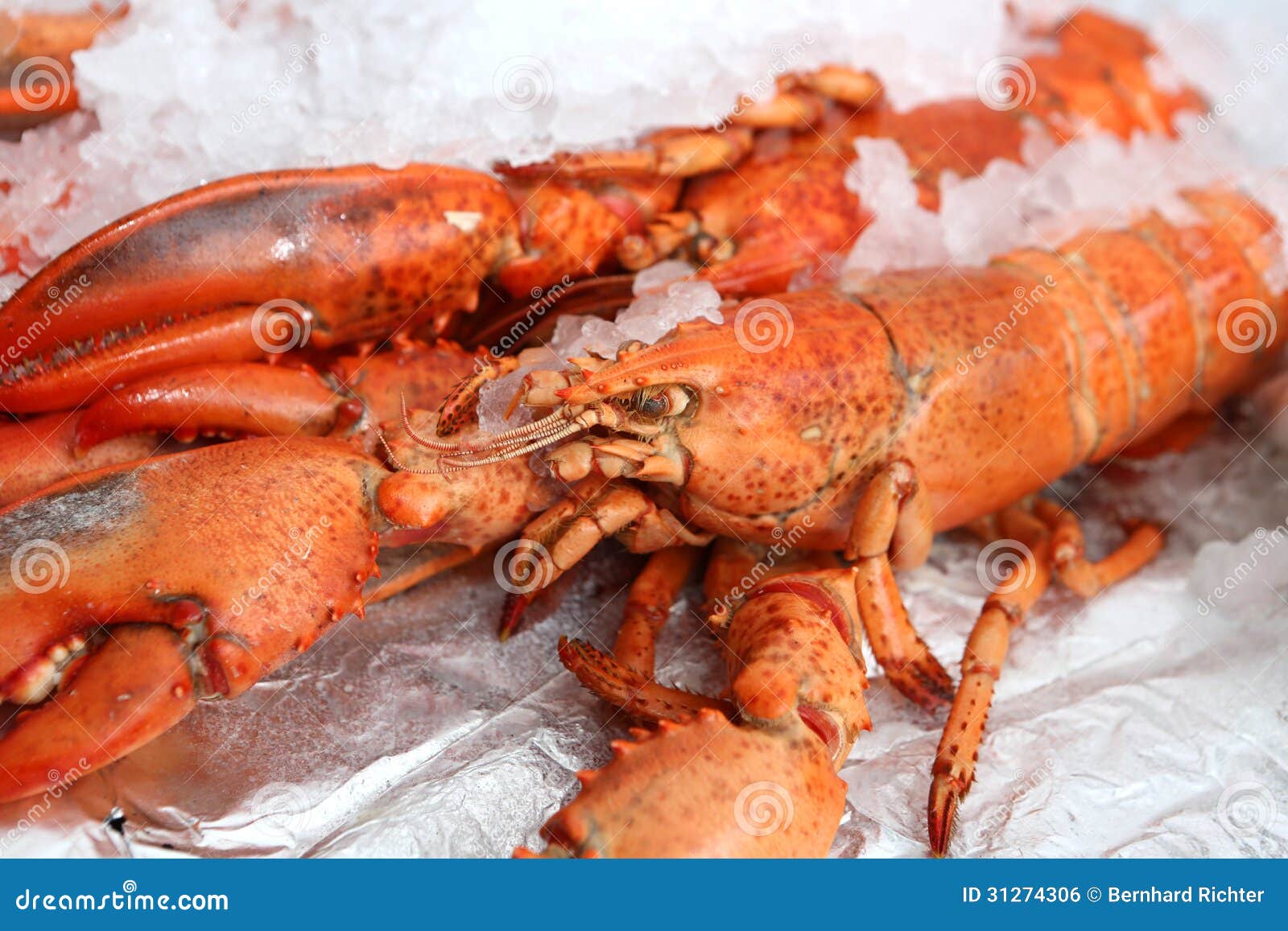 Marisco foto de stock. Imagem de frio, mercado, marisco - 31274306