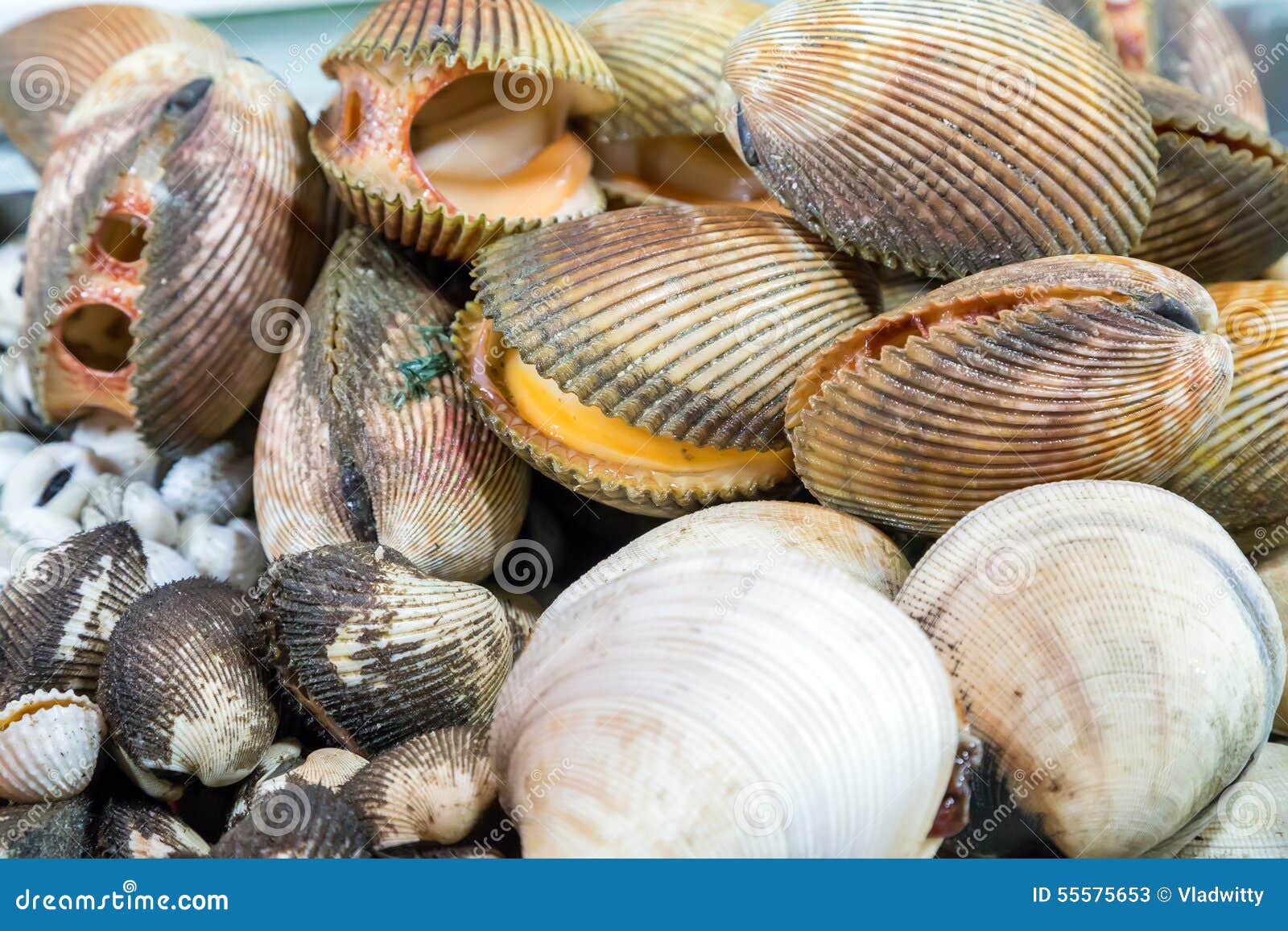 Marisco Do Marisco Dos Moluscos Imagem de Stock - Imagem de inteligente ...