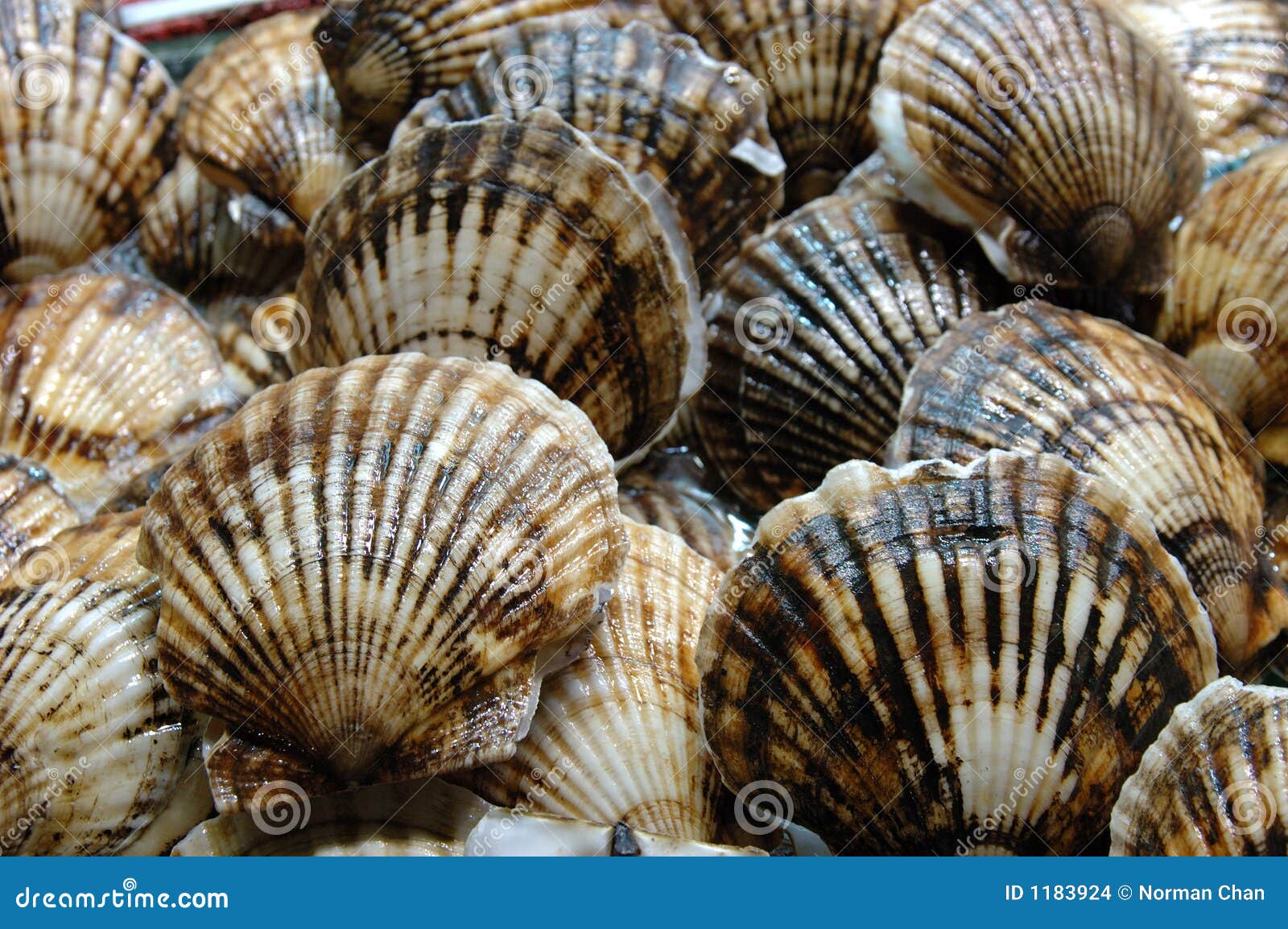 Mariscos: Concha De Peregrino Foto de archivo - Imagen de pescados ...