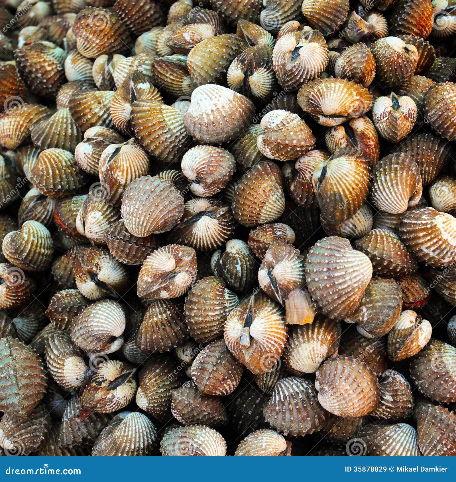 Mariscos: Concha De Peregrino Imagen de archivo - Imagen de almuerzo ...