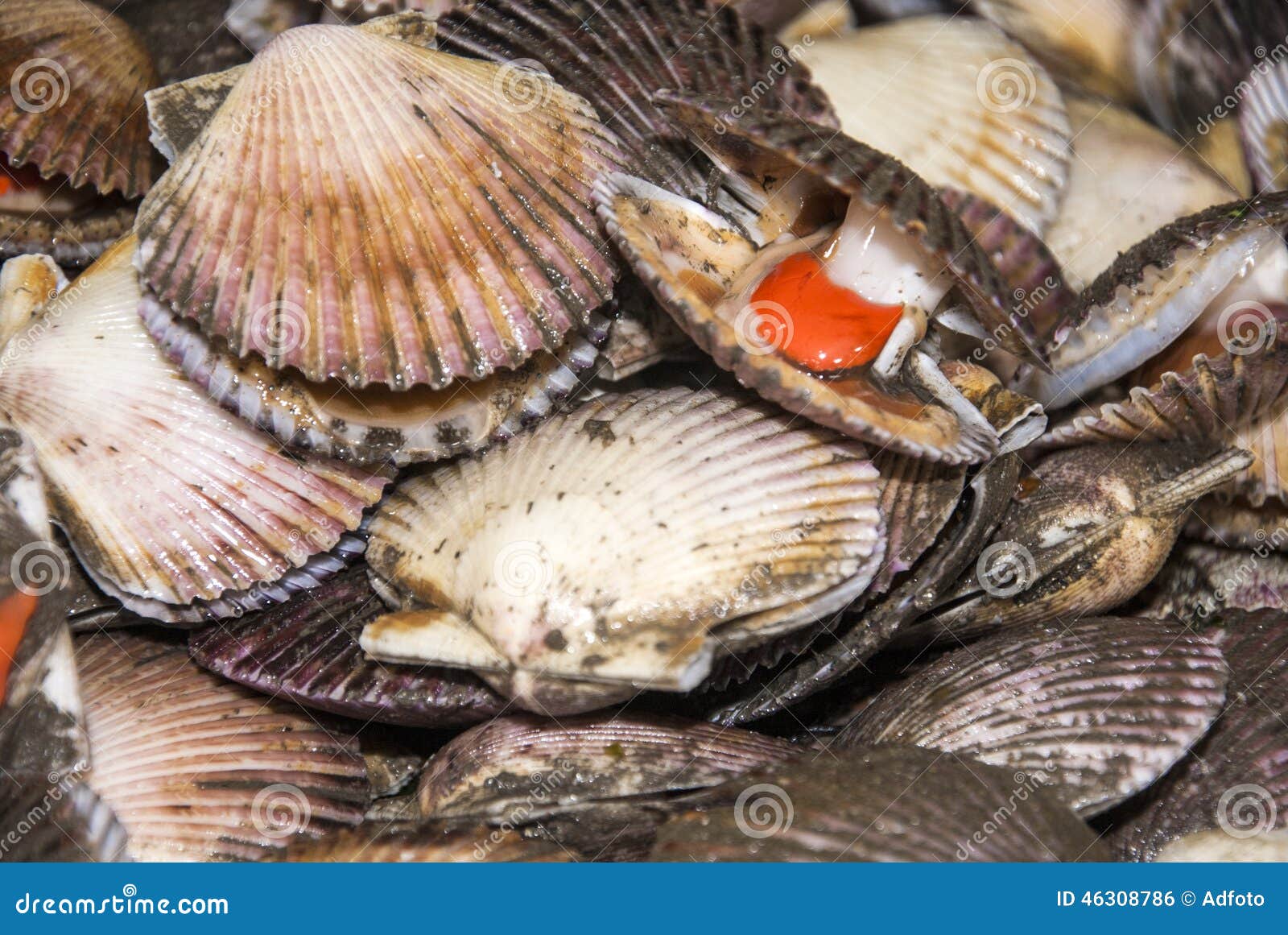 Mariscos - Conchas De Peregrino Foto de archivo - Imagen de crudo ...