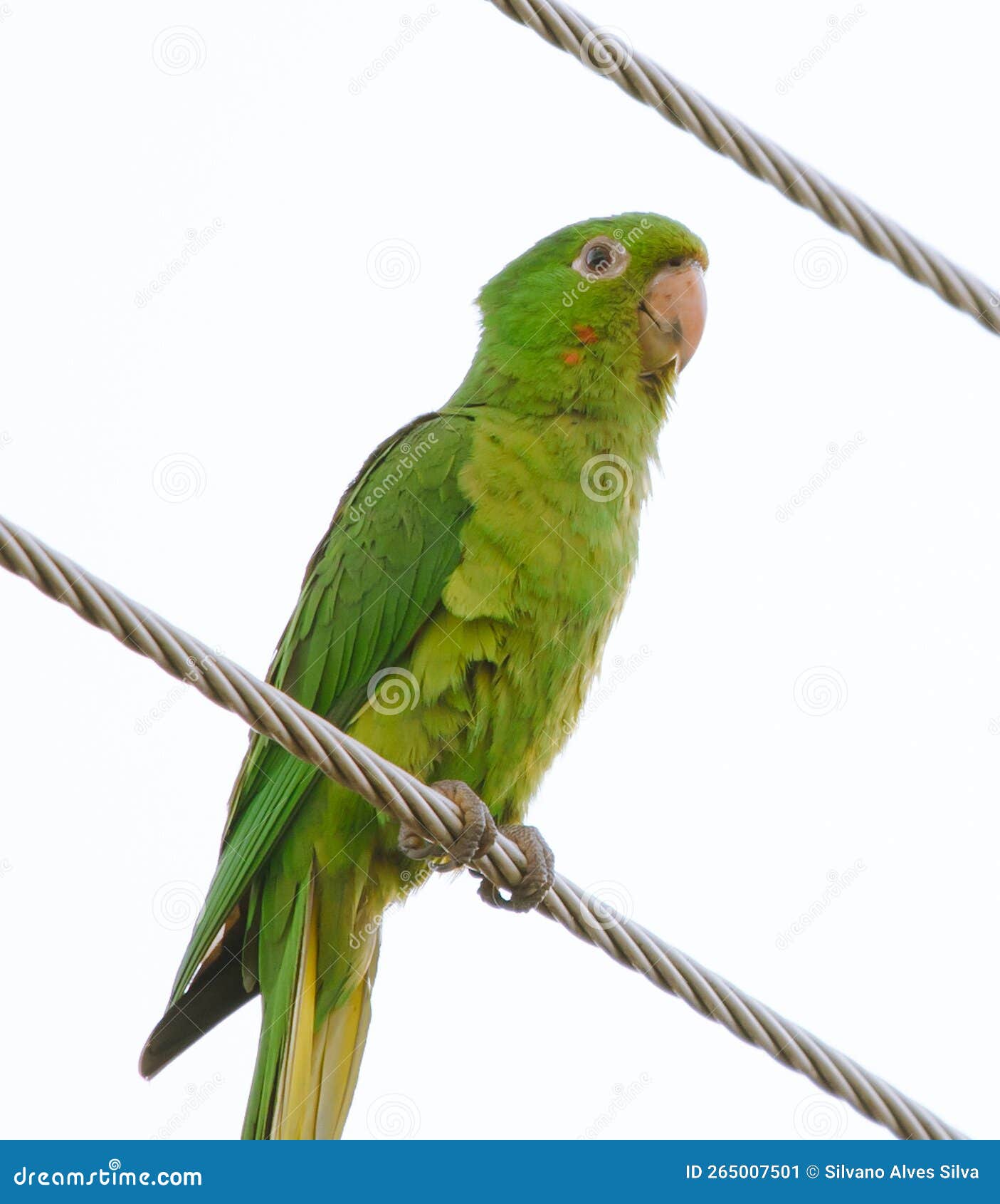 Maritaca, Brazilian bird. stock image. Image of birdie - 265007501