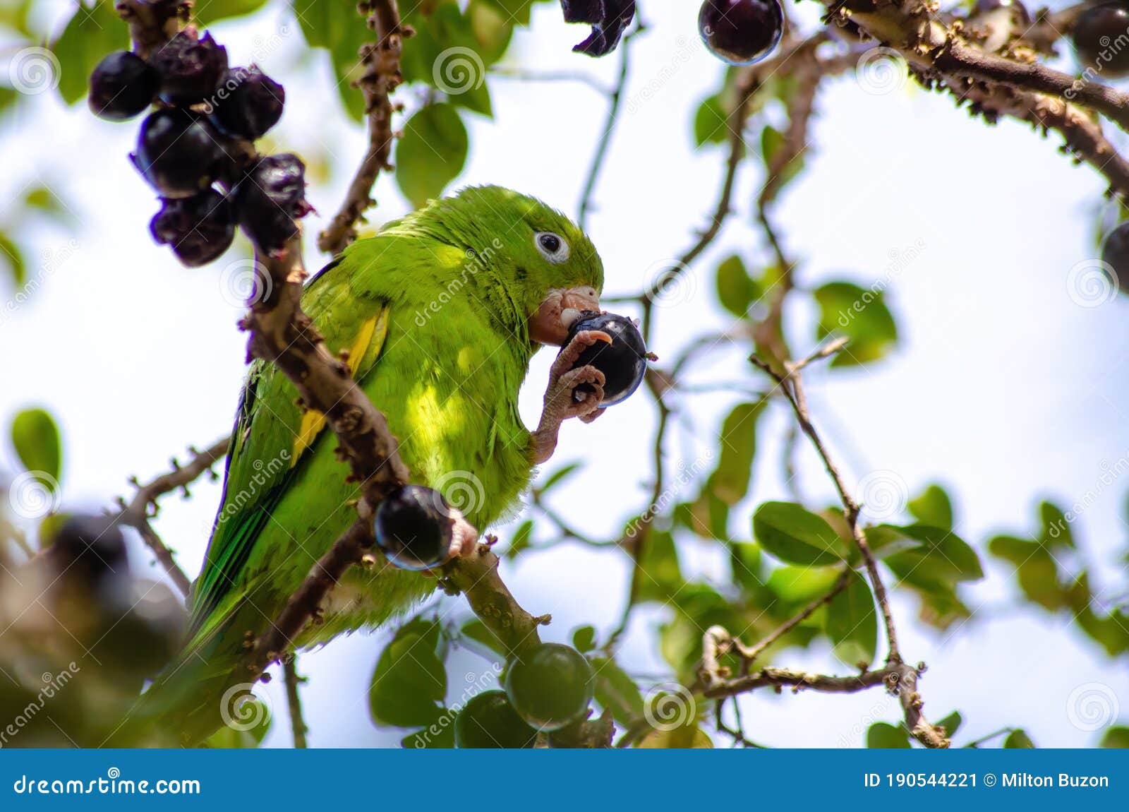 Maritaca, Brazilian Bird Eating Jaboticaba or Jaboticaba. Selective ...