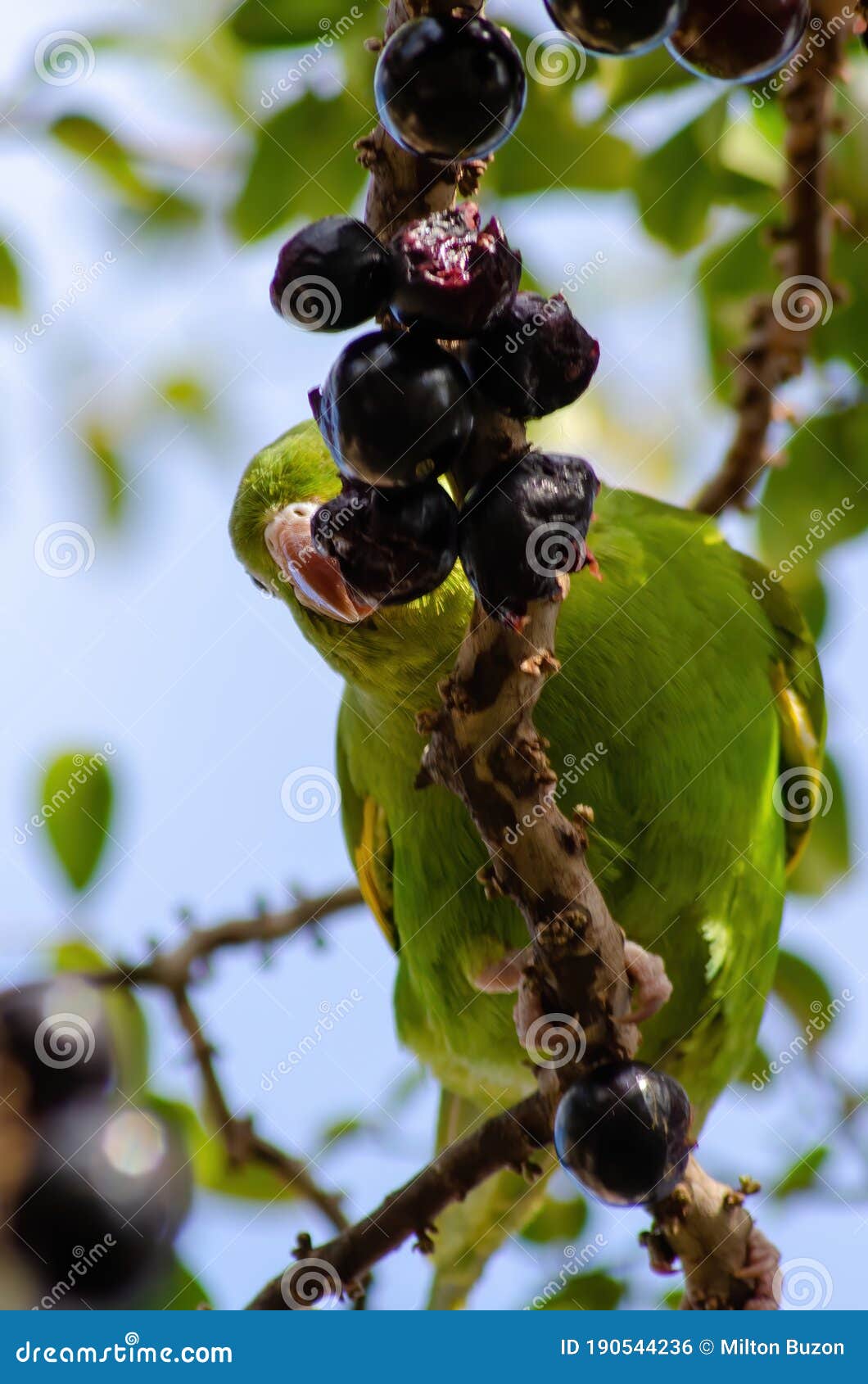 Maritaca, Brazilian Bird Eating Jaboticaba or Jaboticaba. Selective ...