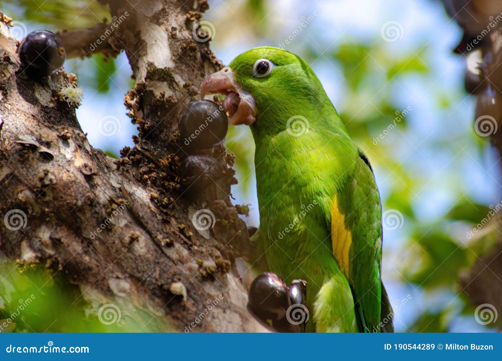 Maritaca, Brazilian Bird Eating Jaboticaba or Jaboticaba. Selective ...