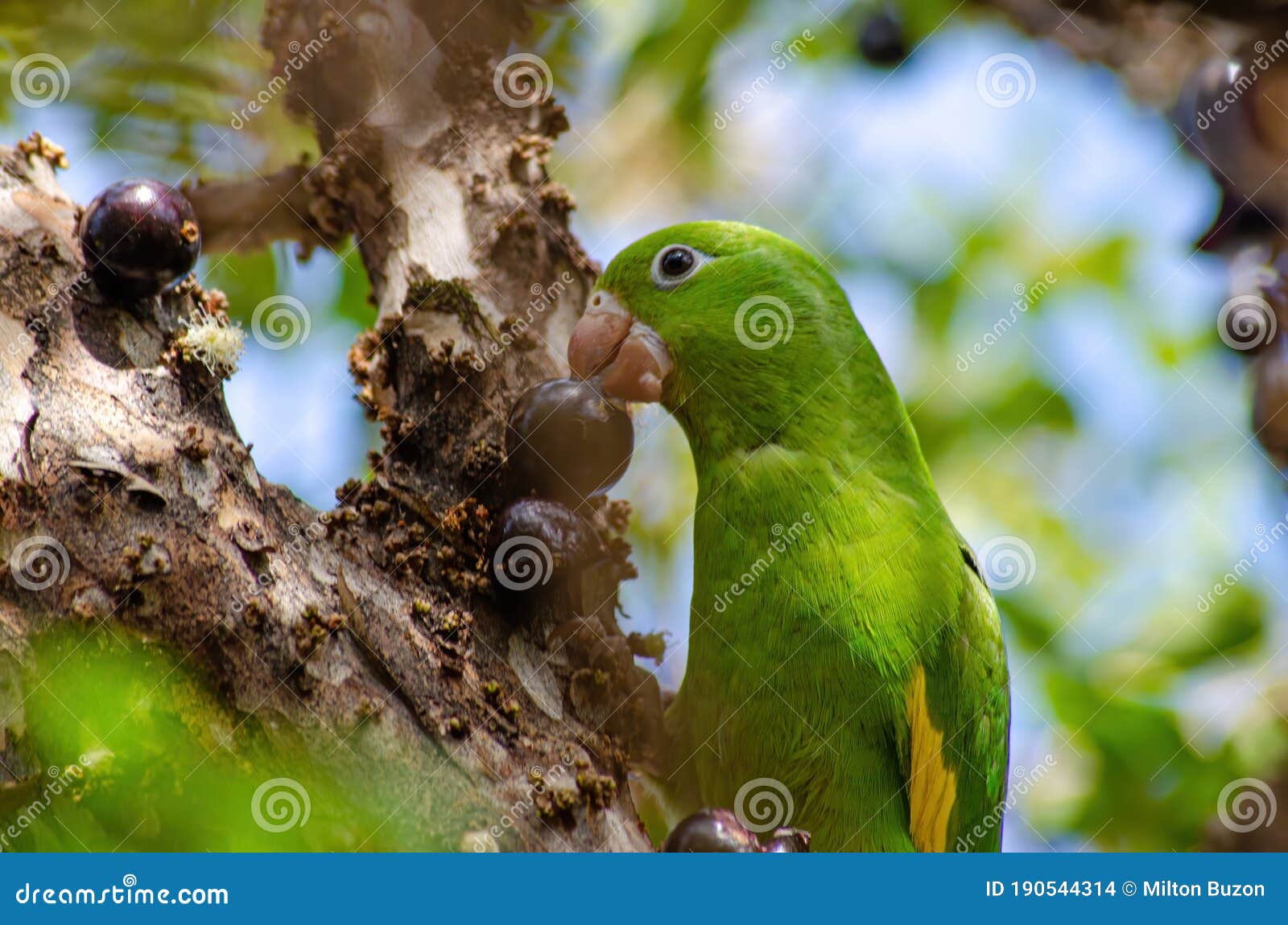 Maritaca, Brazilian Bird Of The Parrot Species. Bird Trapped In A Large ...