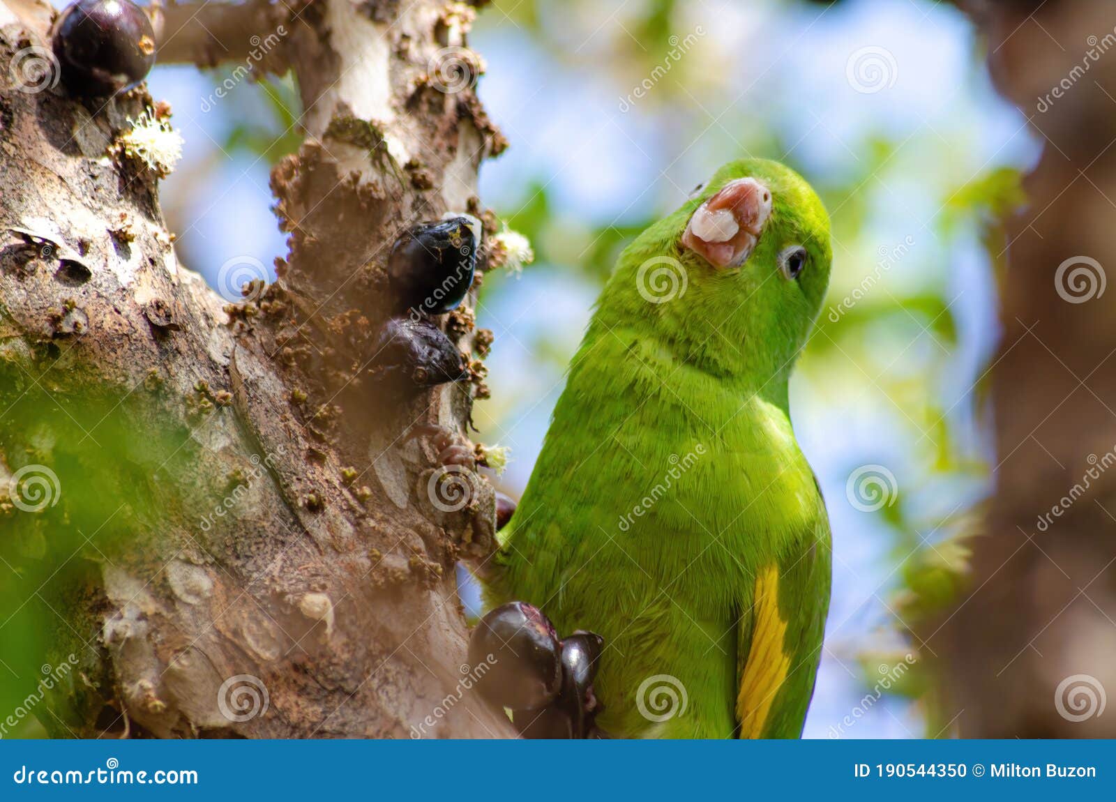 Maritaca, Brazilian Bird Eating Jaboticaba or Jaboticaba. Selective ...