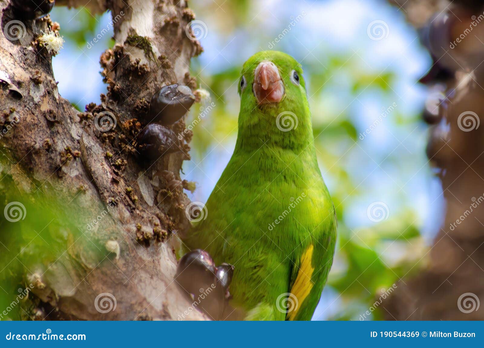 Maritaca, Brazilian Bird Eating Jaboticaba or Jaboticaba. Selective ...