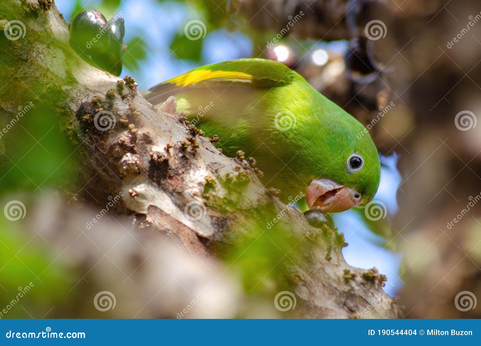 Maritaca, Brazilian Bird Eating Jaboticaba or Jaboticaba. Selective ...