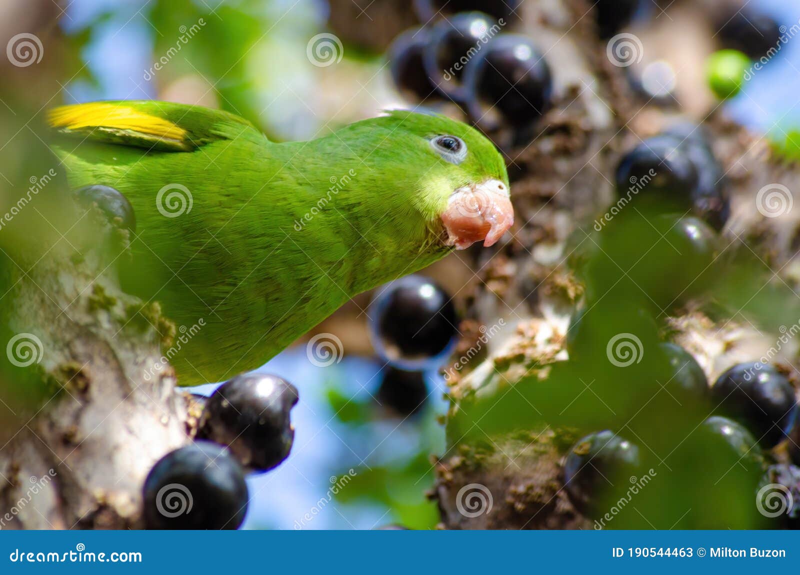 Maritaca, Brazilian Bird Eating Jaboticaba or Jaboticaba. Selective ...