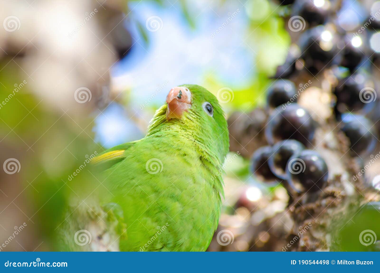 Maritaca, Brazilian Bird Eating Jaboticaba or Jaboticaba. Selective ...