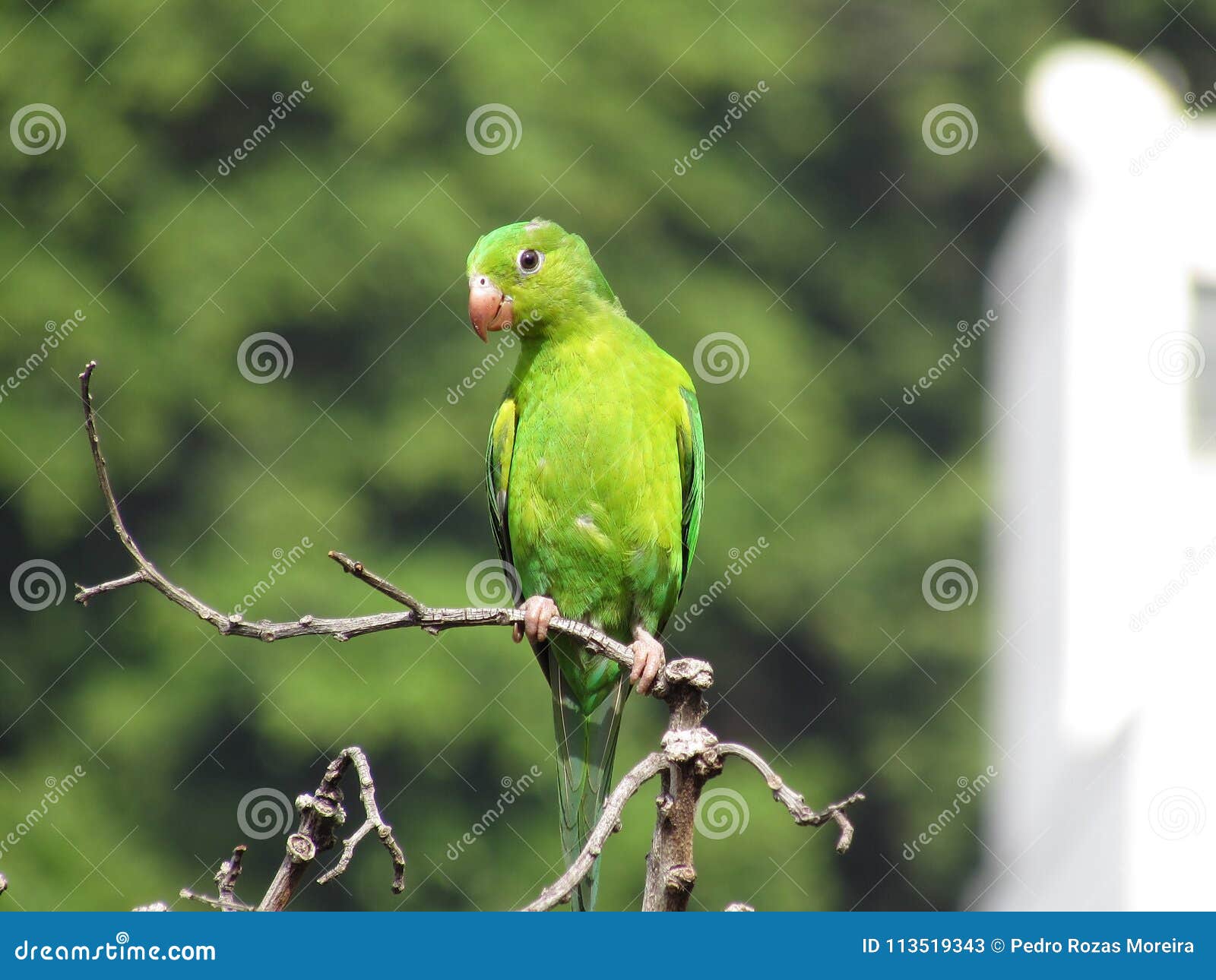 Maritaca - Maitaca - Pionus Imagem de Stock - Imagem de retrato ...