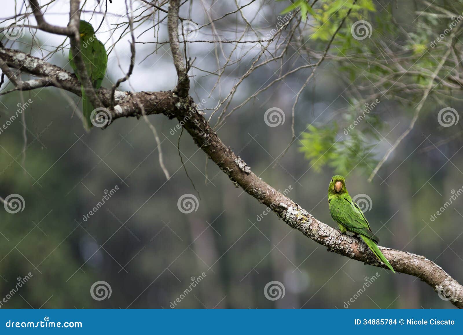 Maritaca stock photo. Image of relax, nature, morning - 34885784