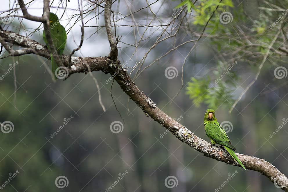 Maritaca stock photo. Image of relax, nature, morning - 34885784