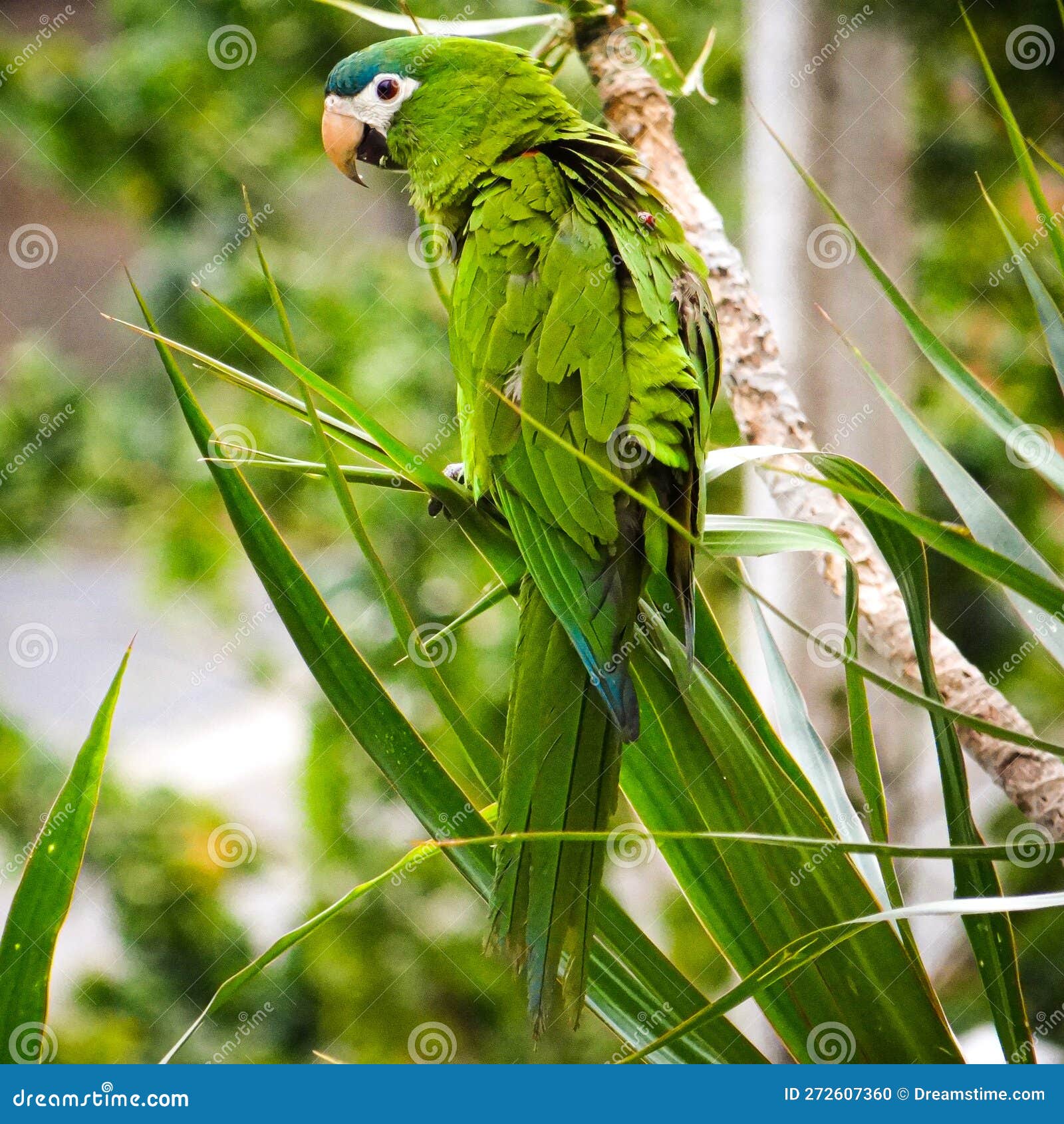 Maritaca nature Brazil stock photo. Image of nature - 272607360
