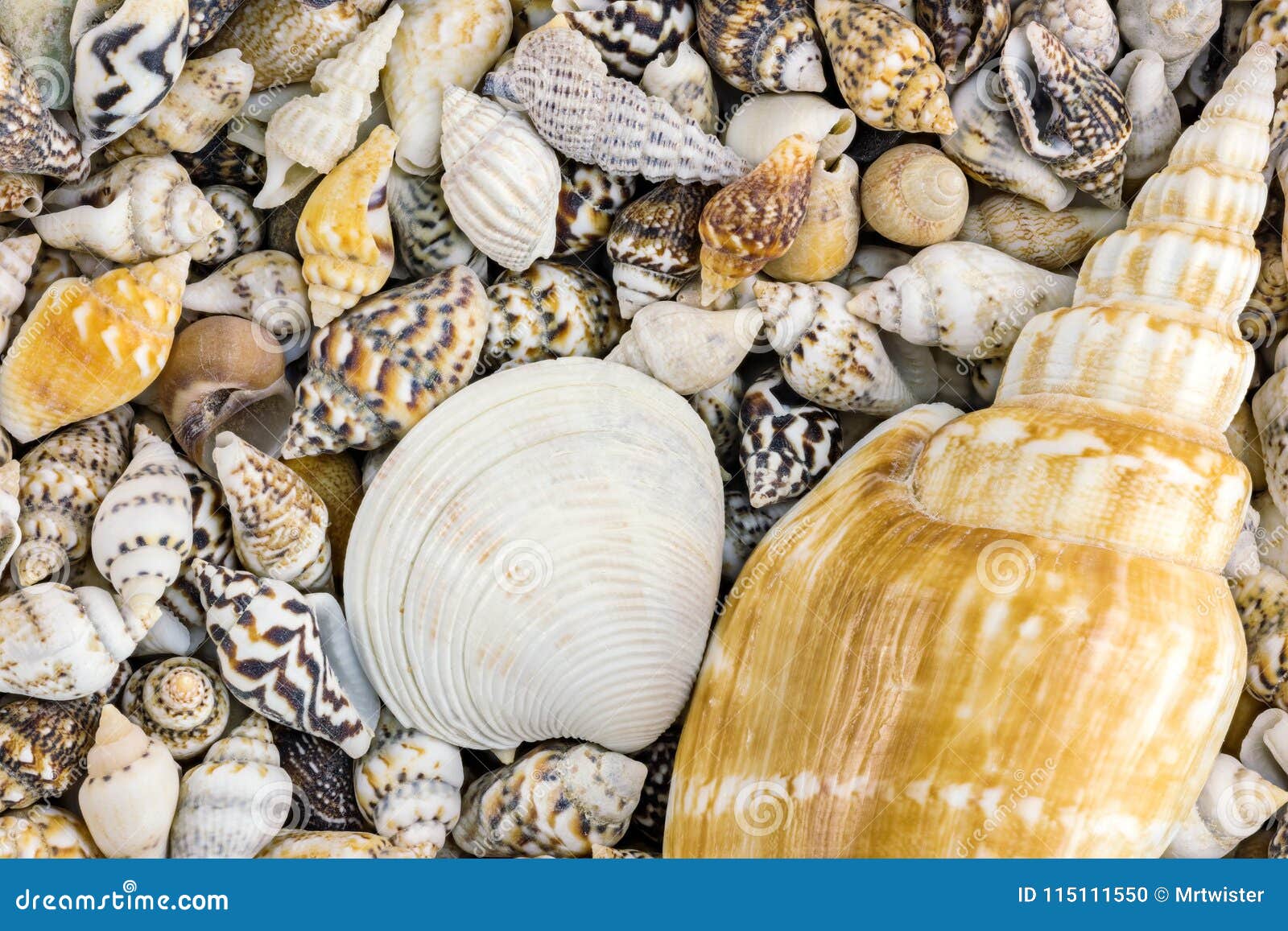 Maritime Concept Background with Different Seashells Stock Photo ...