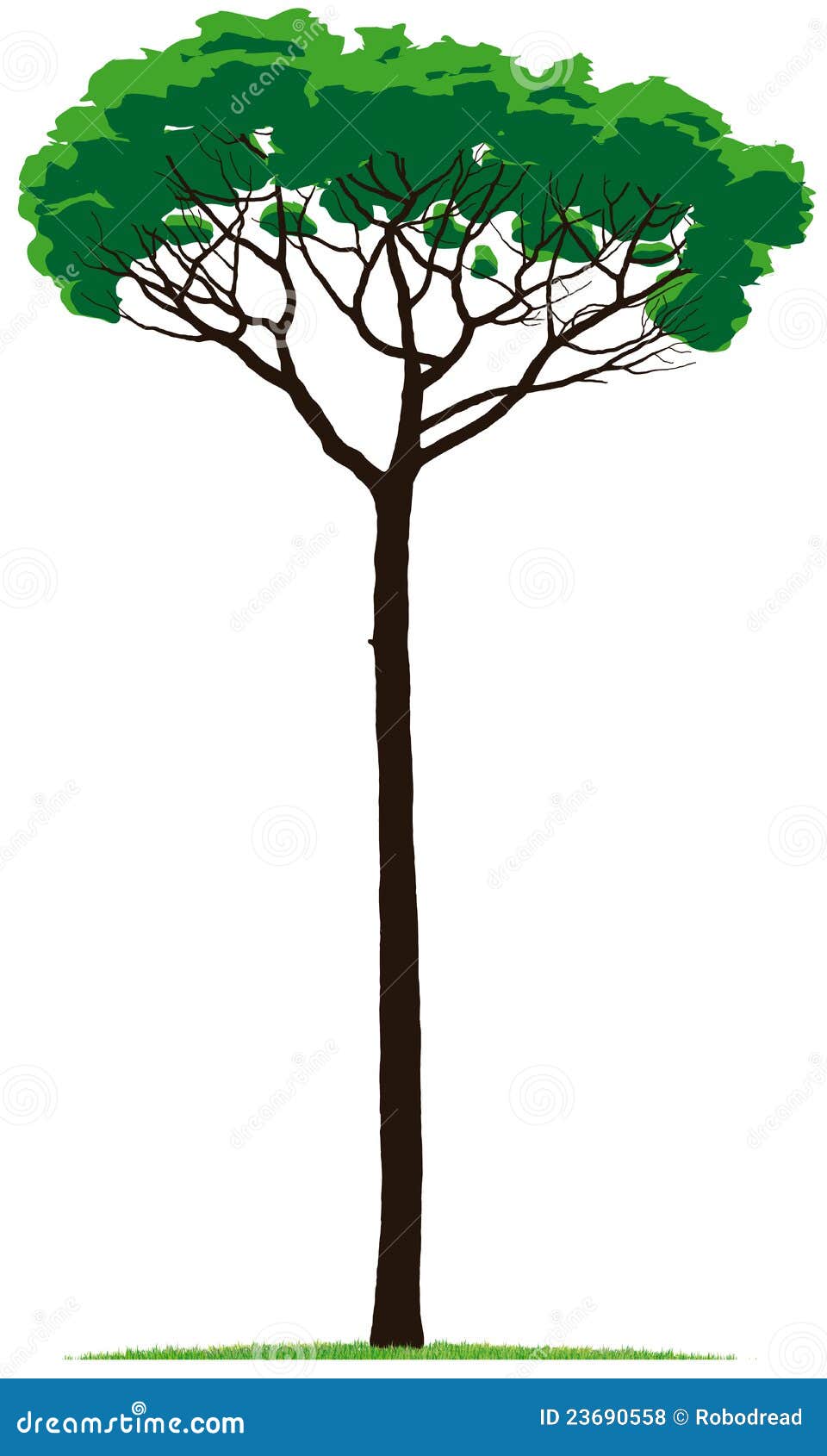 Maritime Pine Tree, Pinus Pinaster Mediterranean Plant, Vector Isolated ...