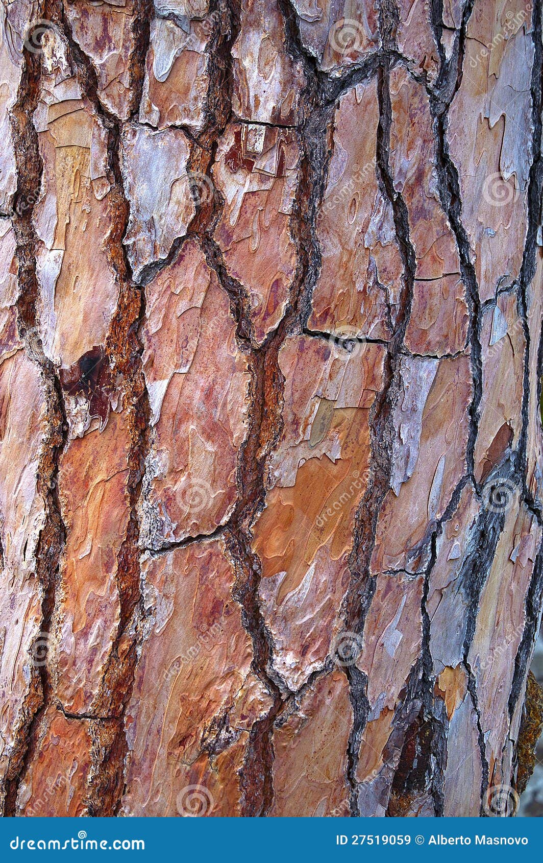 Maritime Pine, Pinus Pinaster Trunk Symbol. Texture Made Of Maritime ...