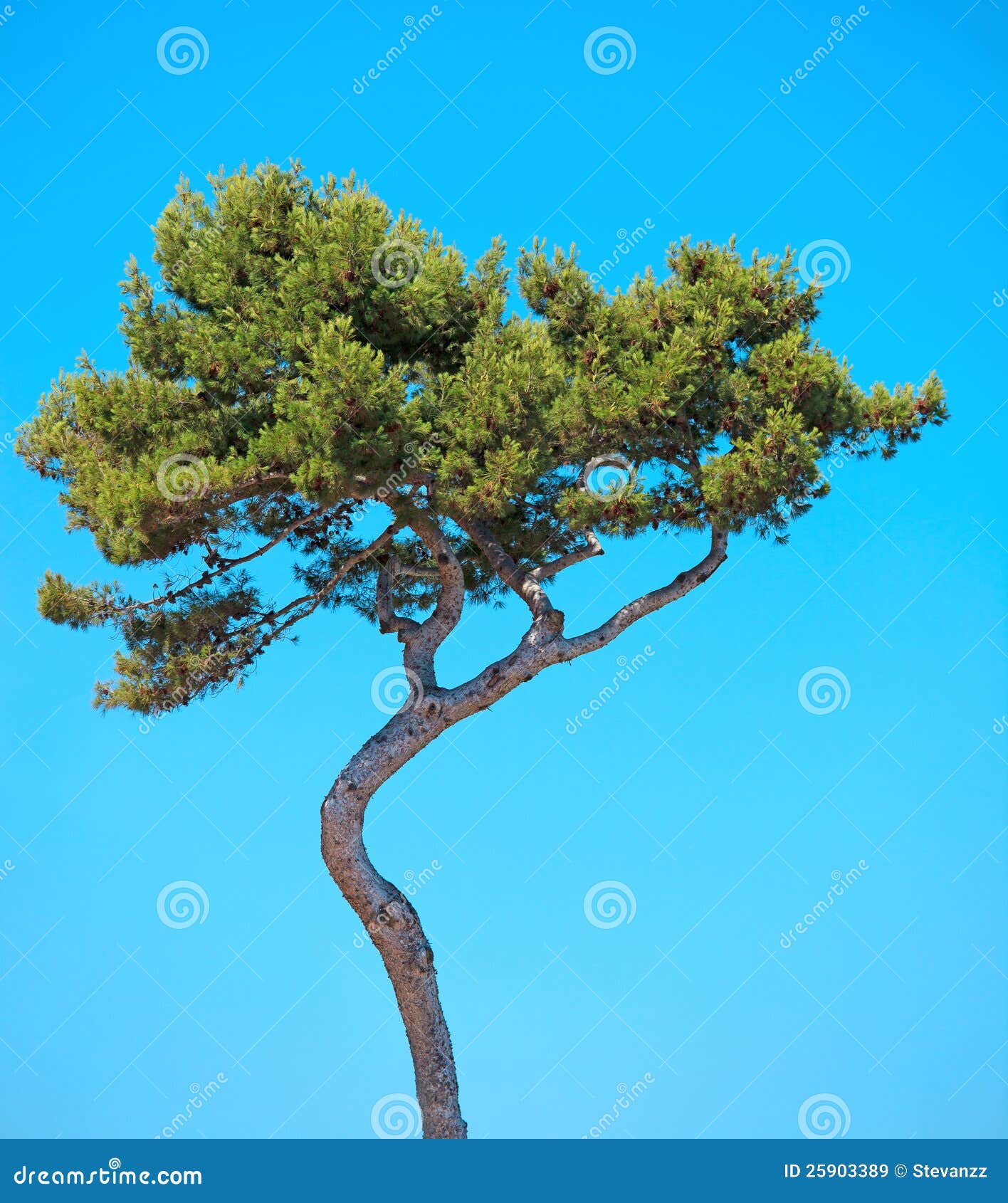 Pinus Maritima Stock Photos - Free & Royalty-Free Stock Photos from ...