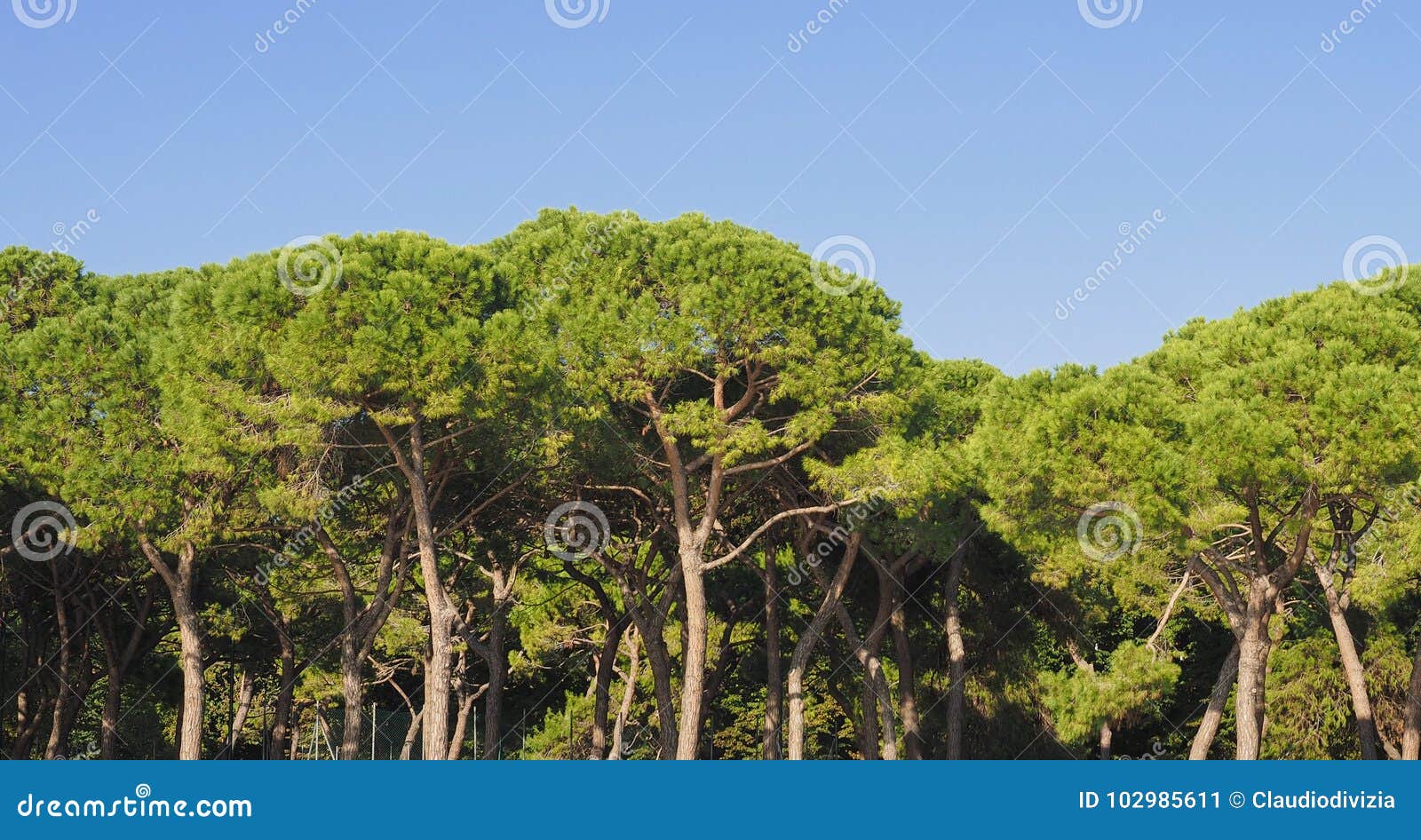 Maritime Pine (Pinus Pinaceae) Tree Stock Image - Image of cluster ...