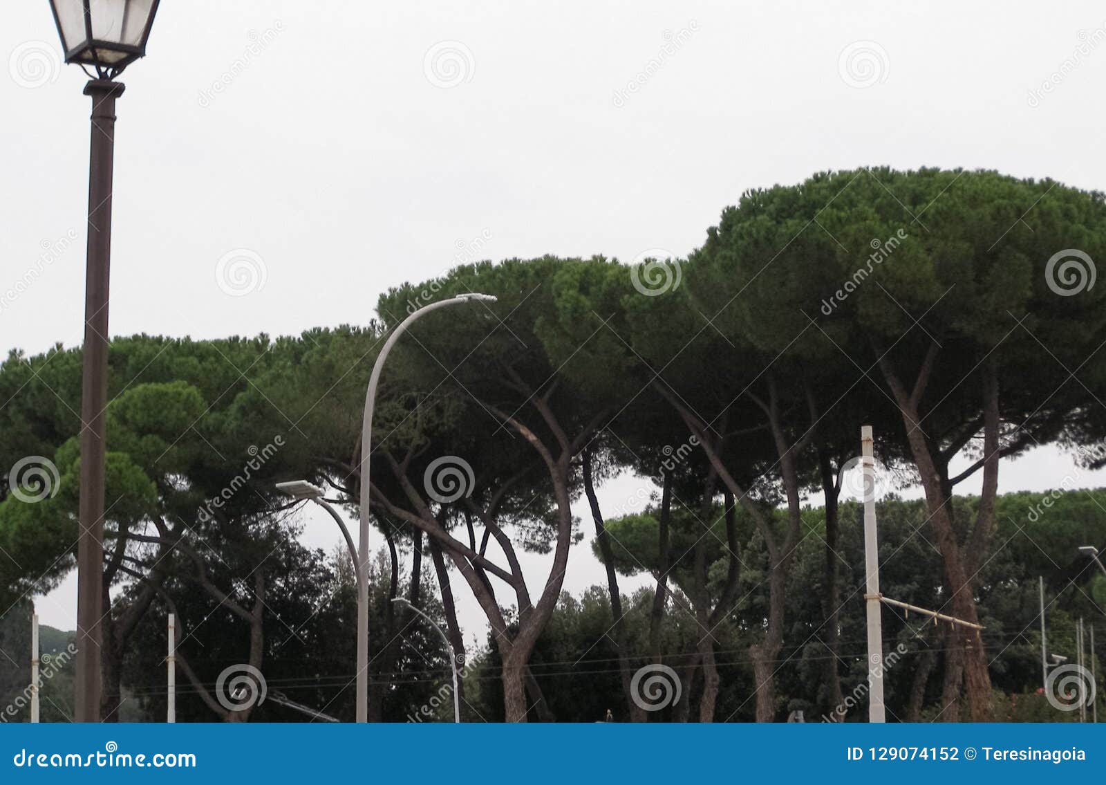 Maritime Pine (Pinus Pinaceae) Tree in Rome Stock Photo - Image of ...