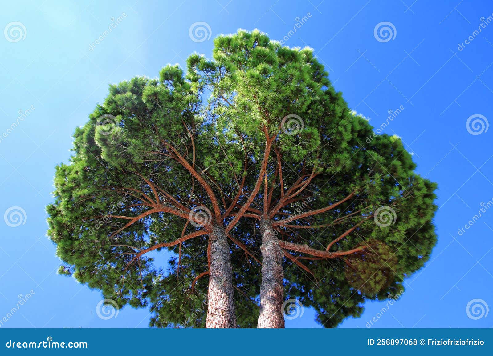 Maritime Pine in the Sky, Italian Mediterranean Natural Tree Stock ...