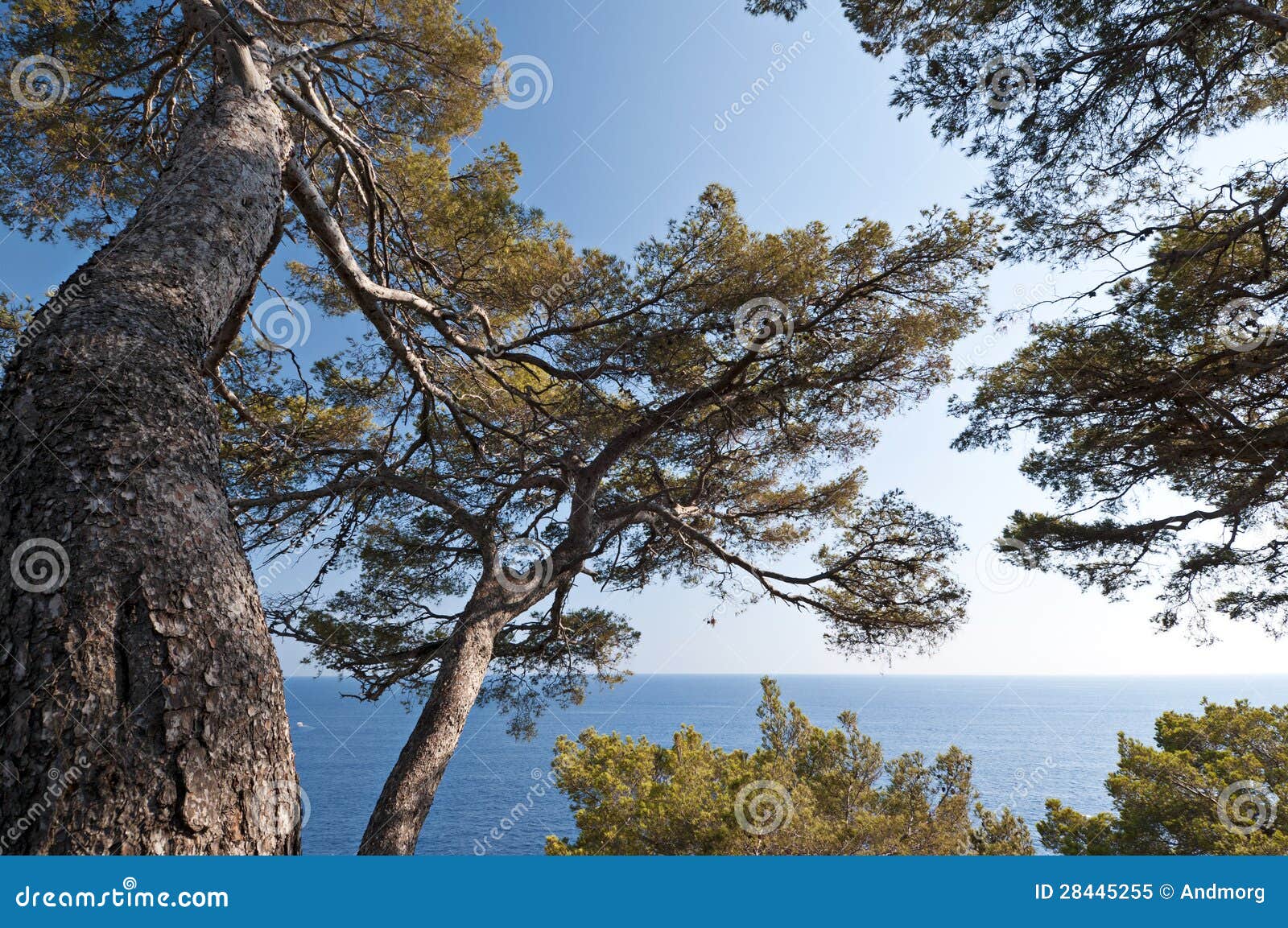 Maritime pine tree stock image. Image of house, port - 28445255