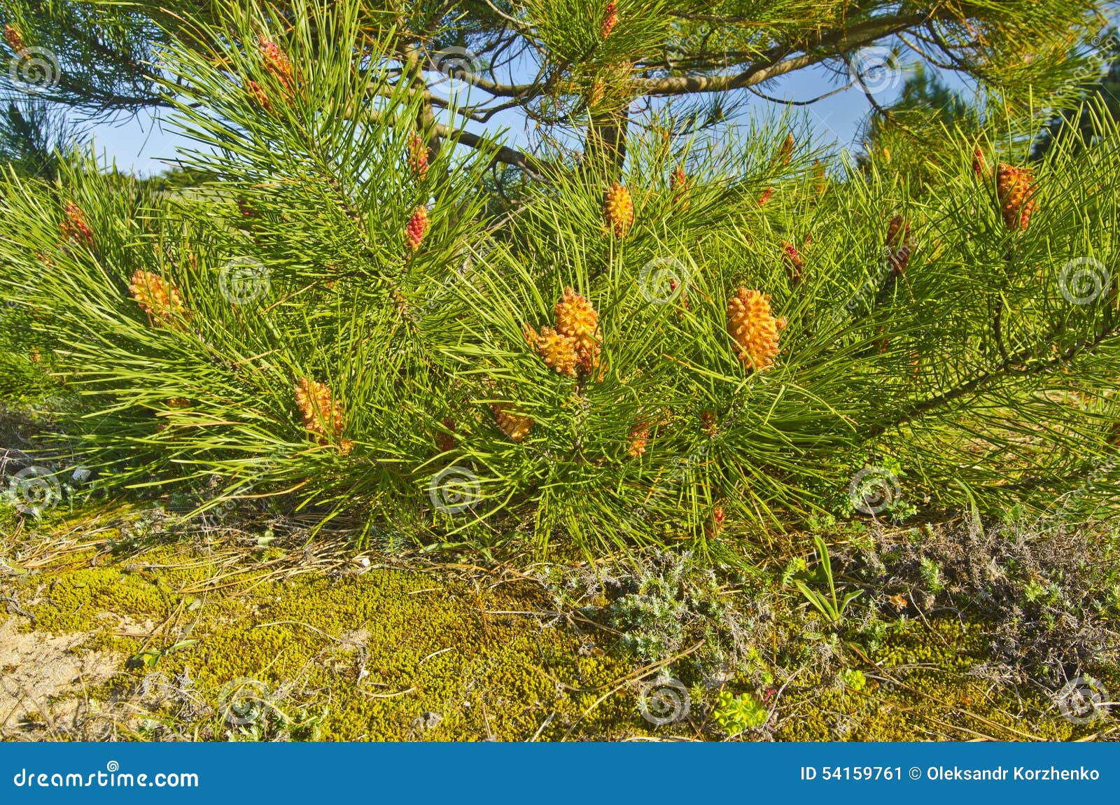 Maritime Pine Tree Branches with Male Cones in Yeu Island Stock Image ...