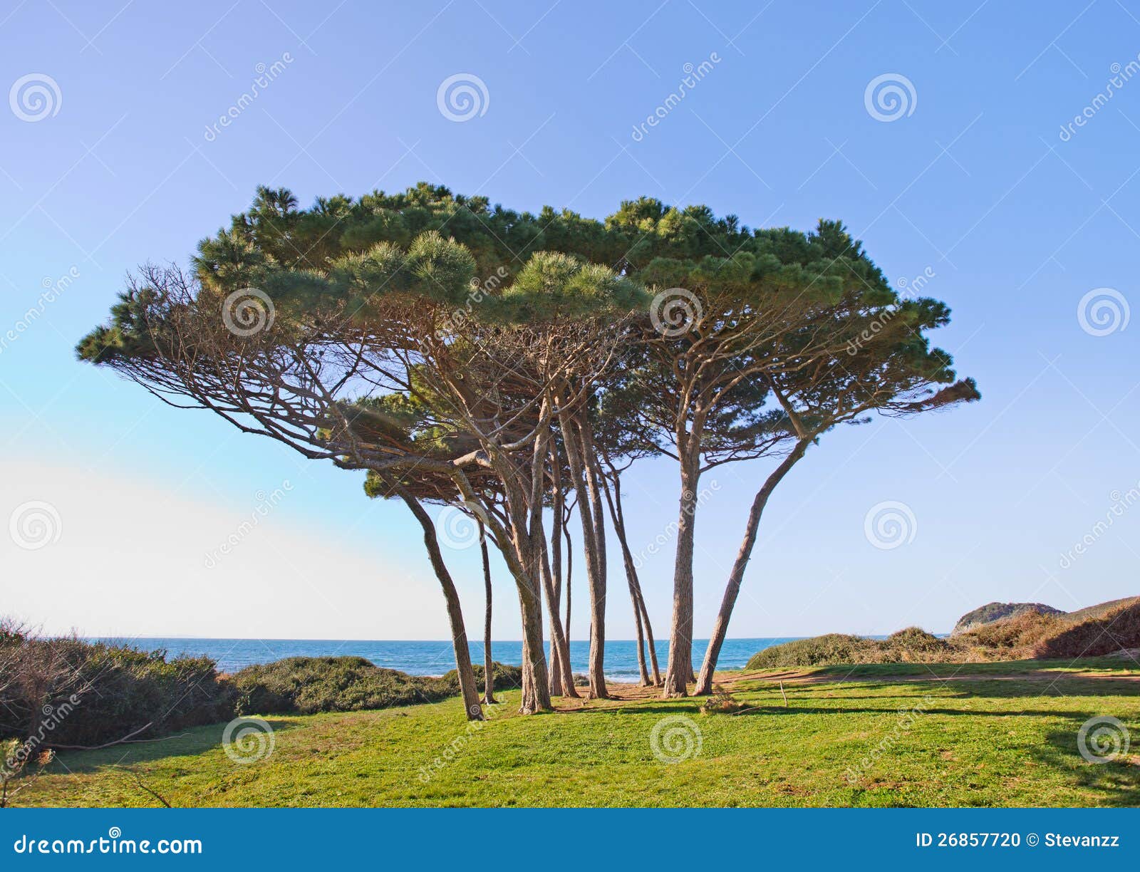 Maritime Pine Tree Group. Baratti, Tuscany. Stock Photo - Image of ...