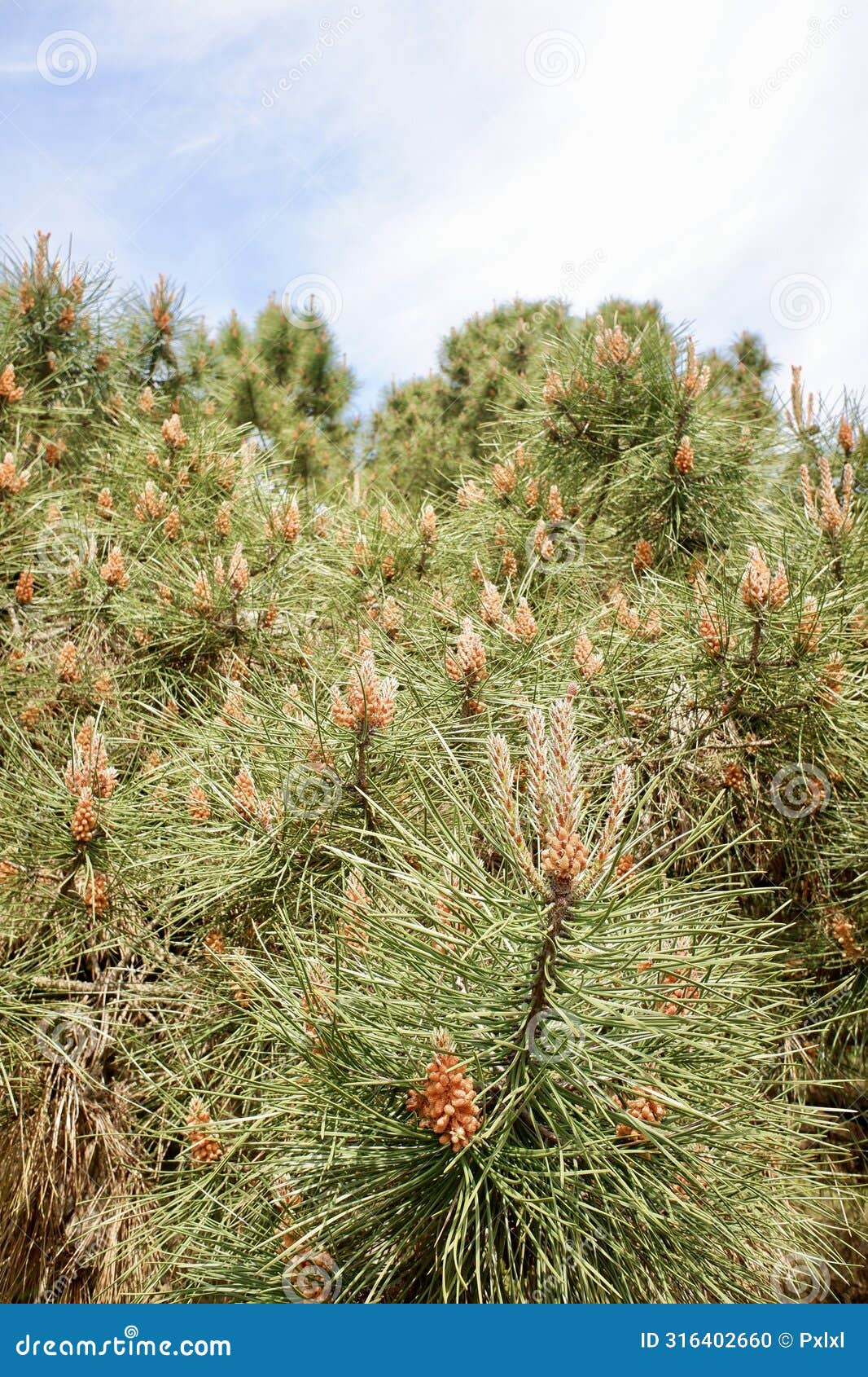 Maritime Pine, Pinus Pinaster Trunk Symbol. Texture Made Of Maritime ...