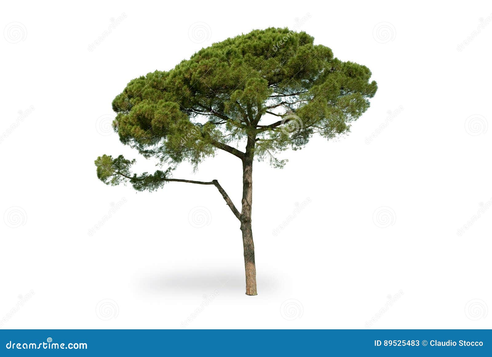 Maritime Pine, Pinus Pinaster Trunk Symbol. Texture Made Of Maritime ...