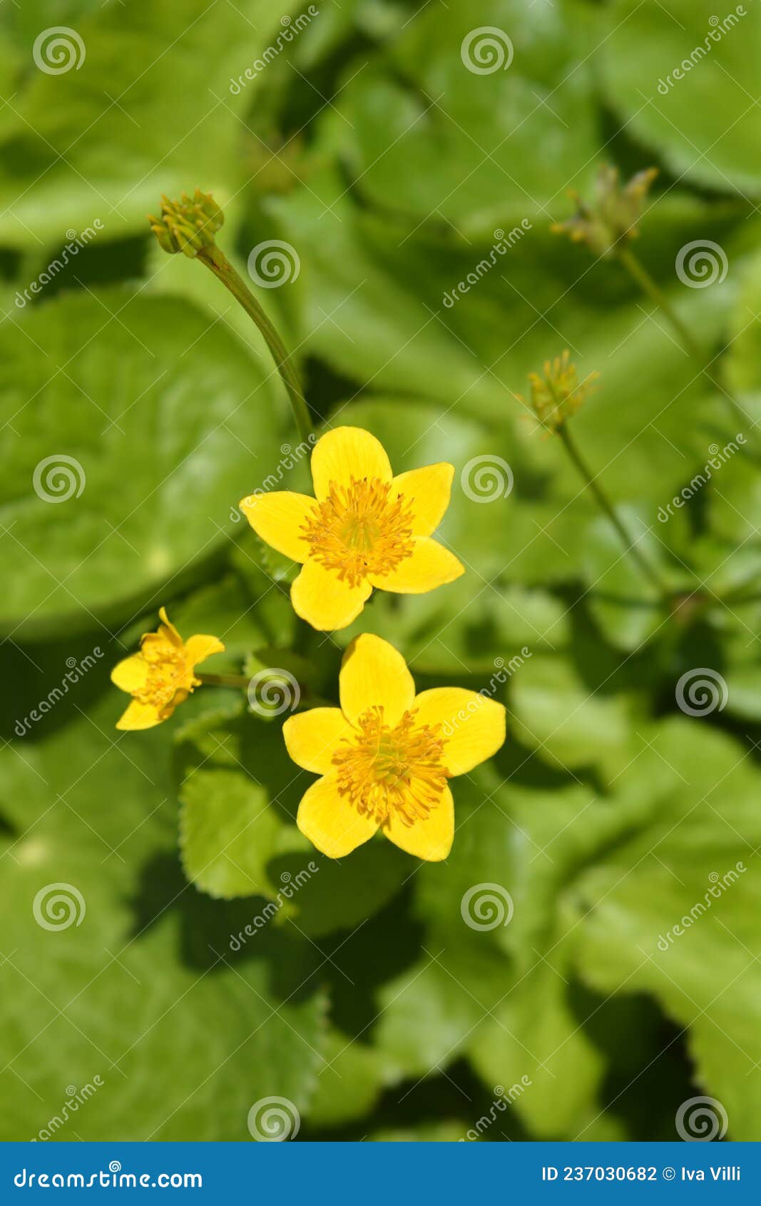 Marjaar marigold foto de archivo. Imagen de pantano - 237030682