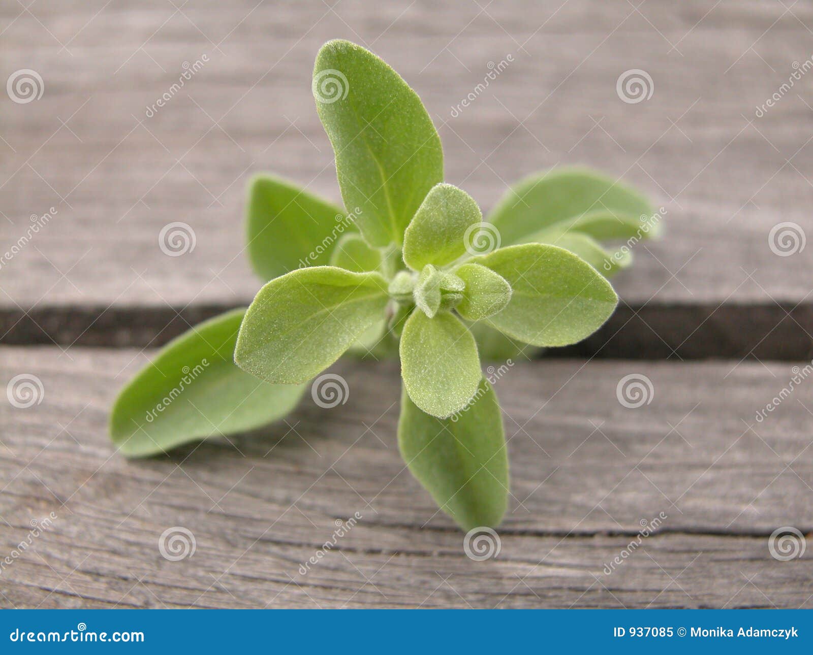 Marjoram stock image. Image of care, cook, natural, smells - 937085