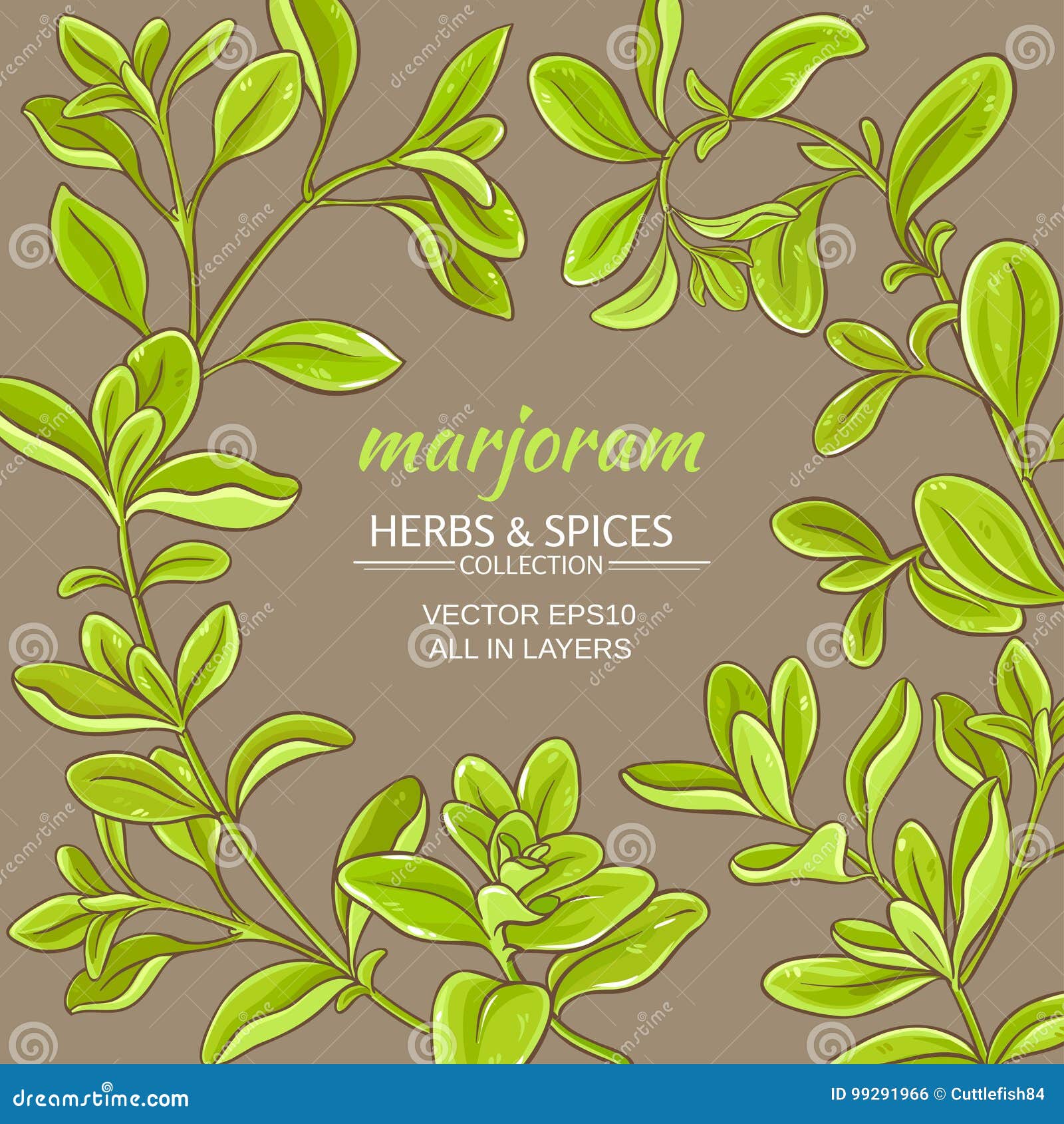 Marjoram Color Vector Hand Drawn Sketch On Old Paper Background ...