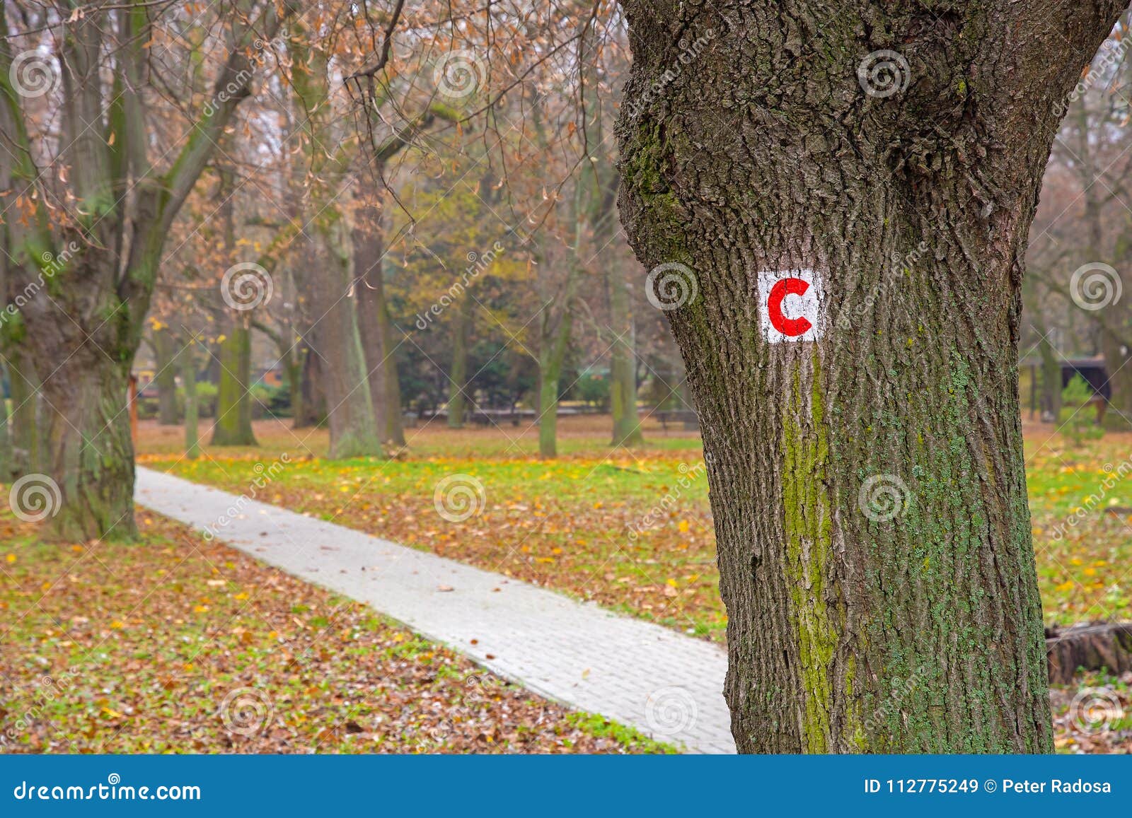 Mark a Cycle Path on a Tree Stock Image - Image of route, outdoor ...