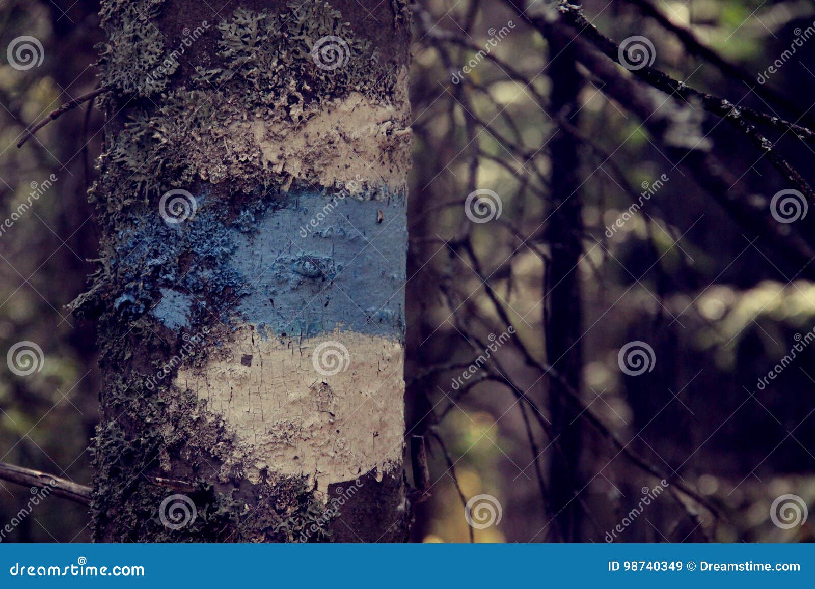 The Mark on the Tree is Blue Stock Image - Image of bark, chop: 98740349