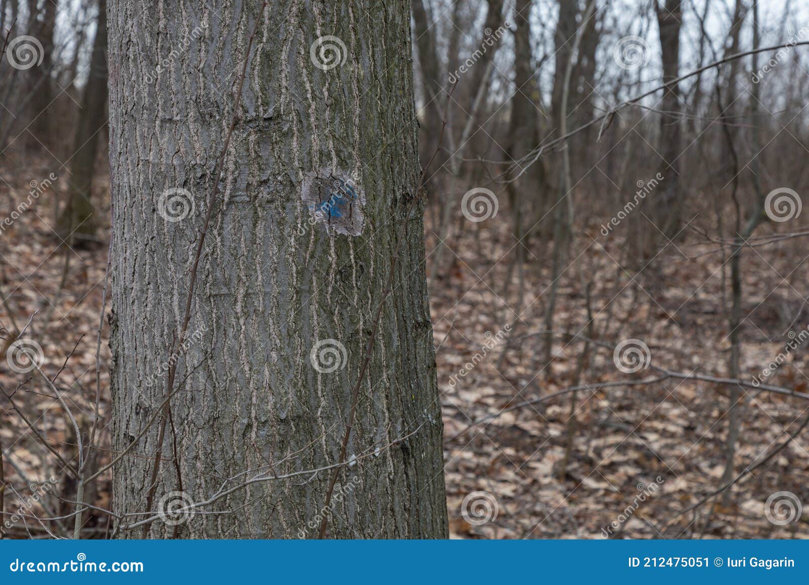 Mark on a Tree in the Forest. Borders Set Aside for Cutting Down Old ...