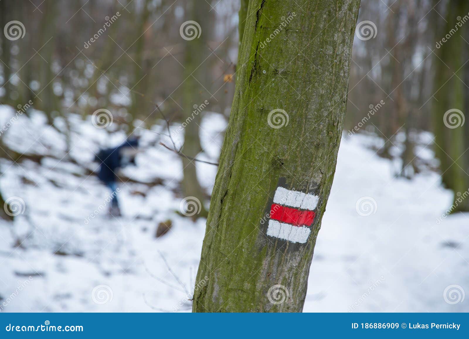 A Mark on a Tree Marking the Forest Path and Its Difficulty Stock Image ...