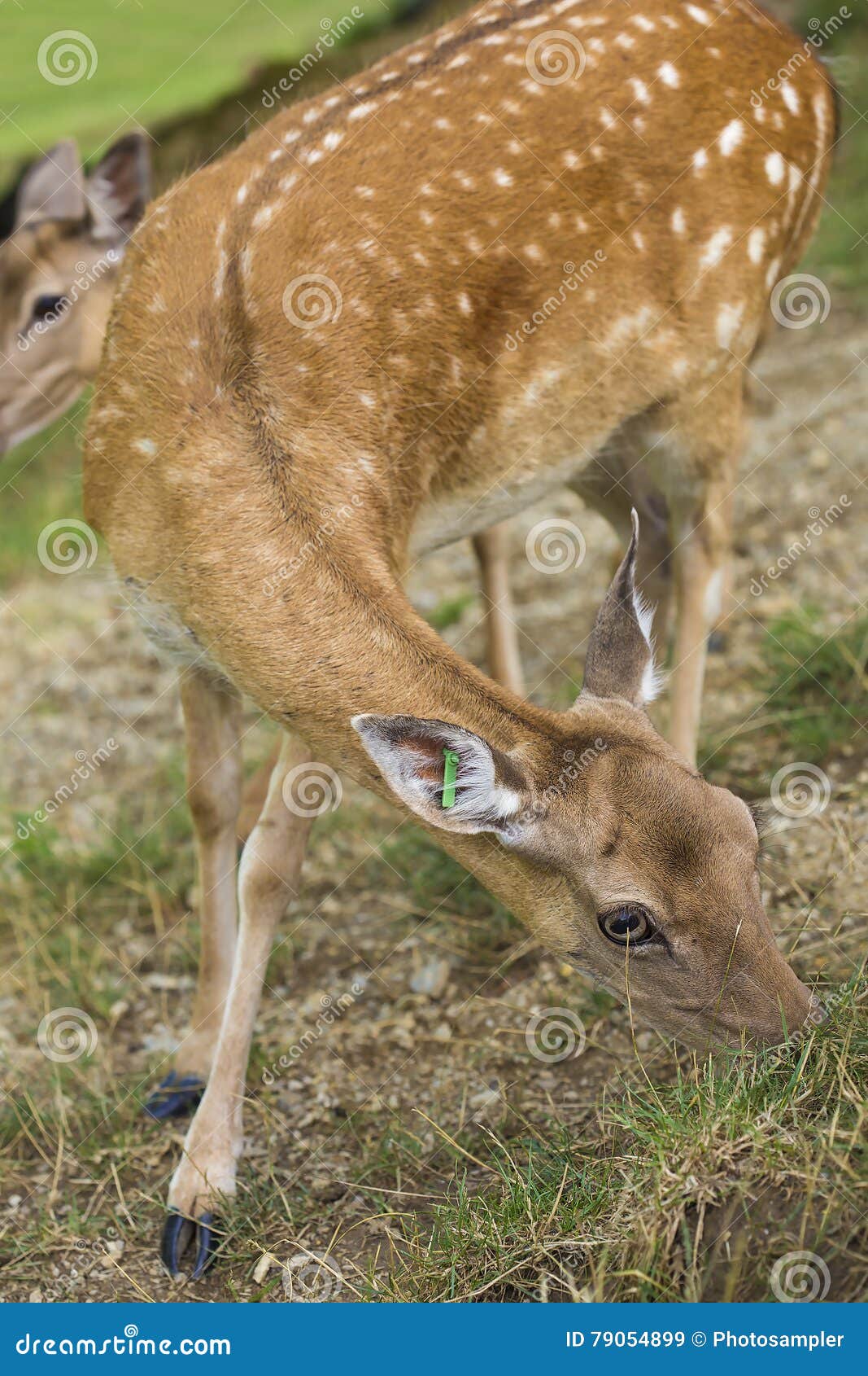 Marked deer hind stock image. Image of slovenia, underfed - 79054899