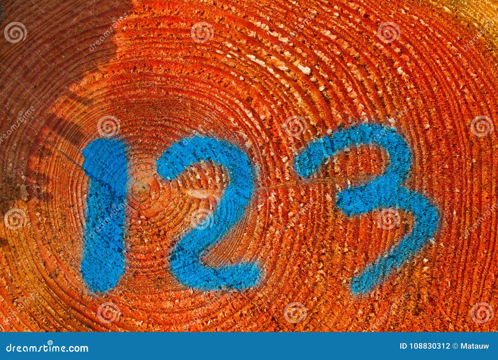 Marked log of a pine tree stock photo. Image of trunk - 108830312