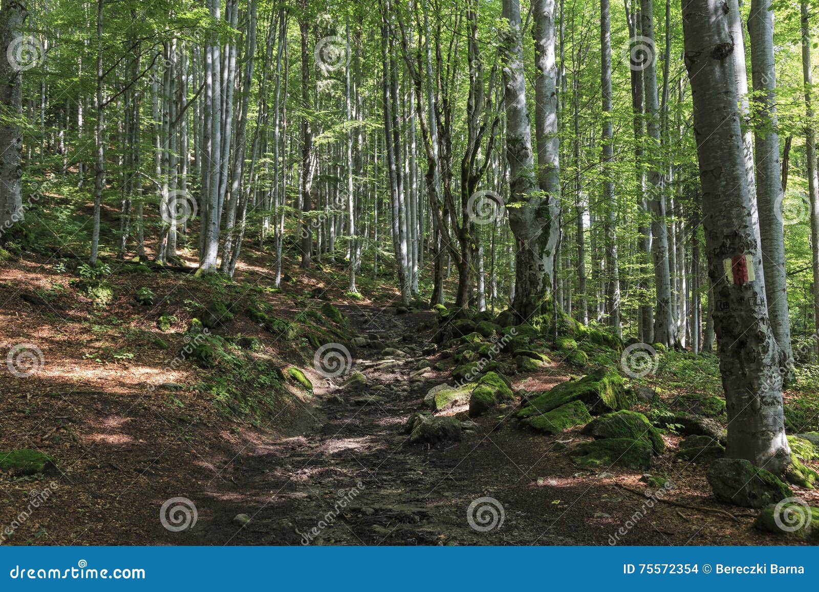 Marked Path through the Forest in Summer Stock Photo - Image of leaf ...